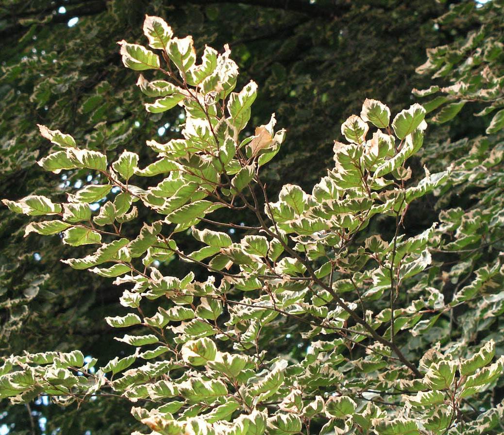 Beech, Tricolor : buy Beech, Tricolor / Fagus sylvatica Tricolor