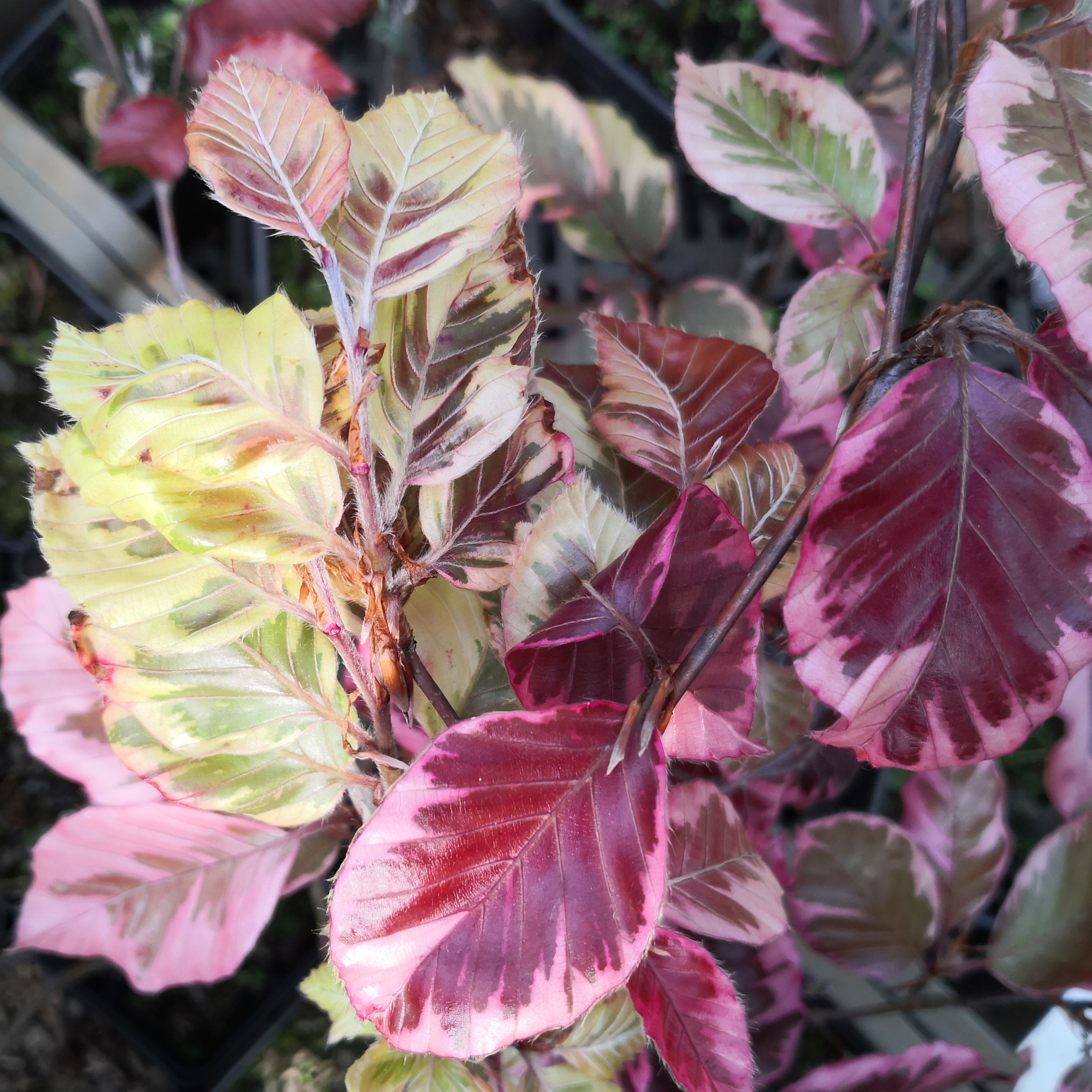 Beech, Tricolor : buy Beech, Tricolor / Fagus sylvatica Tricolor