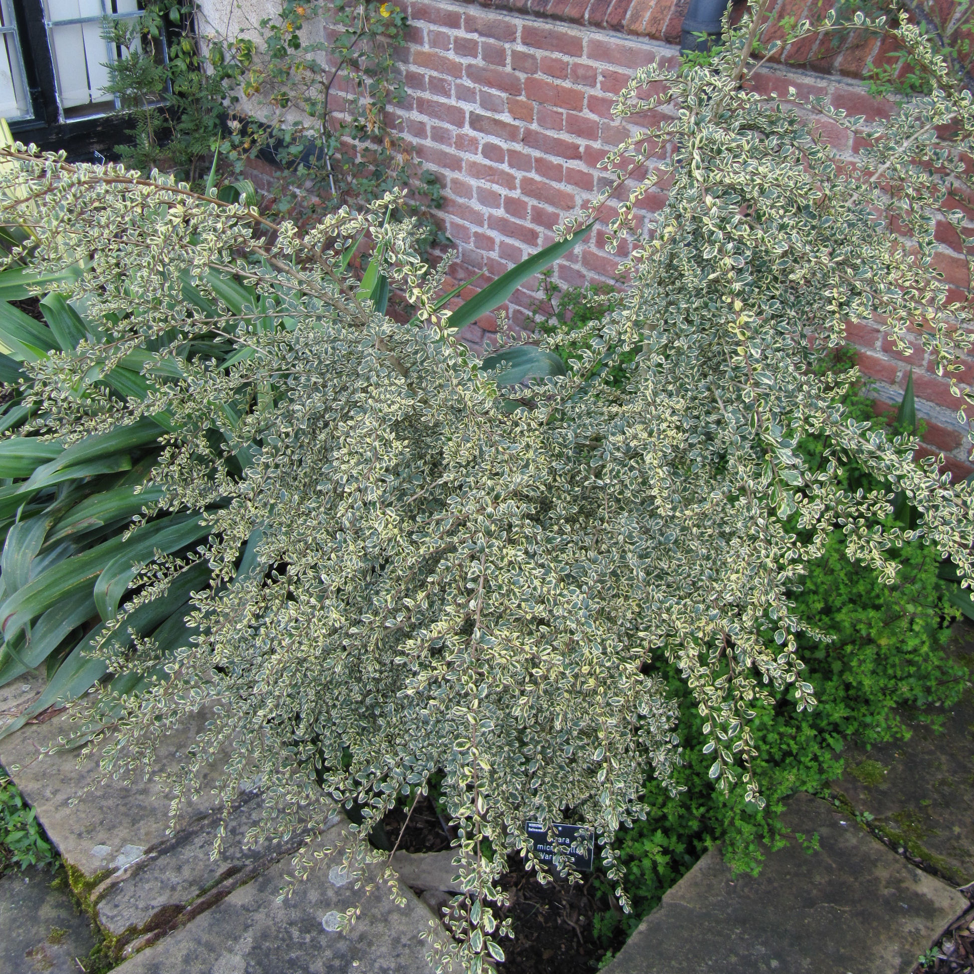 Azara microphylla : buy Azara microphylla / Azara microphylla