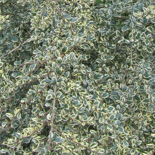 Azara microphylla : buy Azara microphylla / Azara microphylla