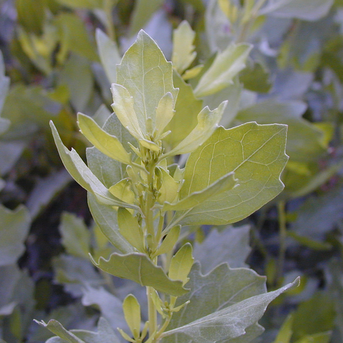 Myrtle, sea : buy Myrtle, sea / Baccharis halimifolia