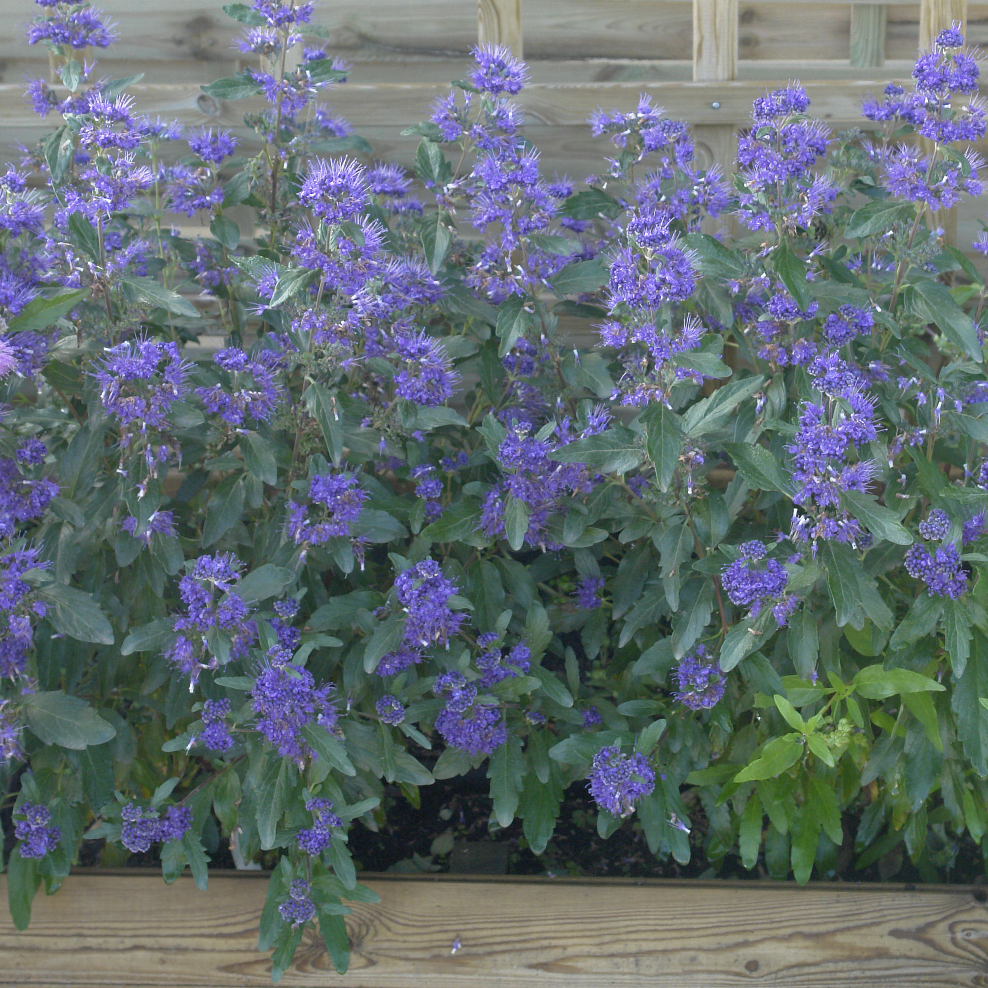 Bluebeard 'First Choice' : buy Bluebeard 'First Choice' / Caryopteris x ...