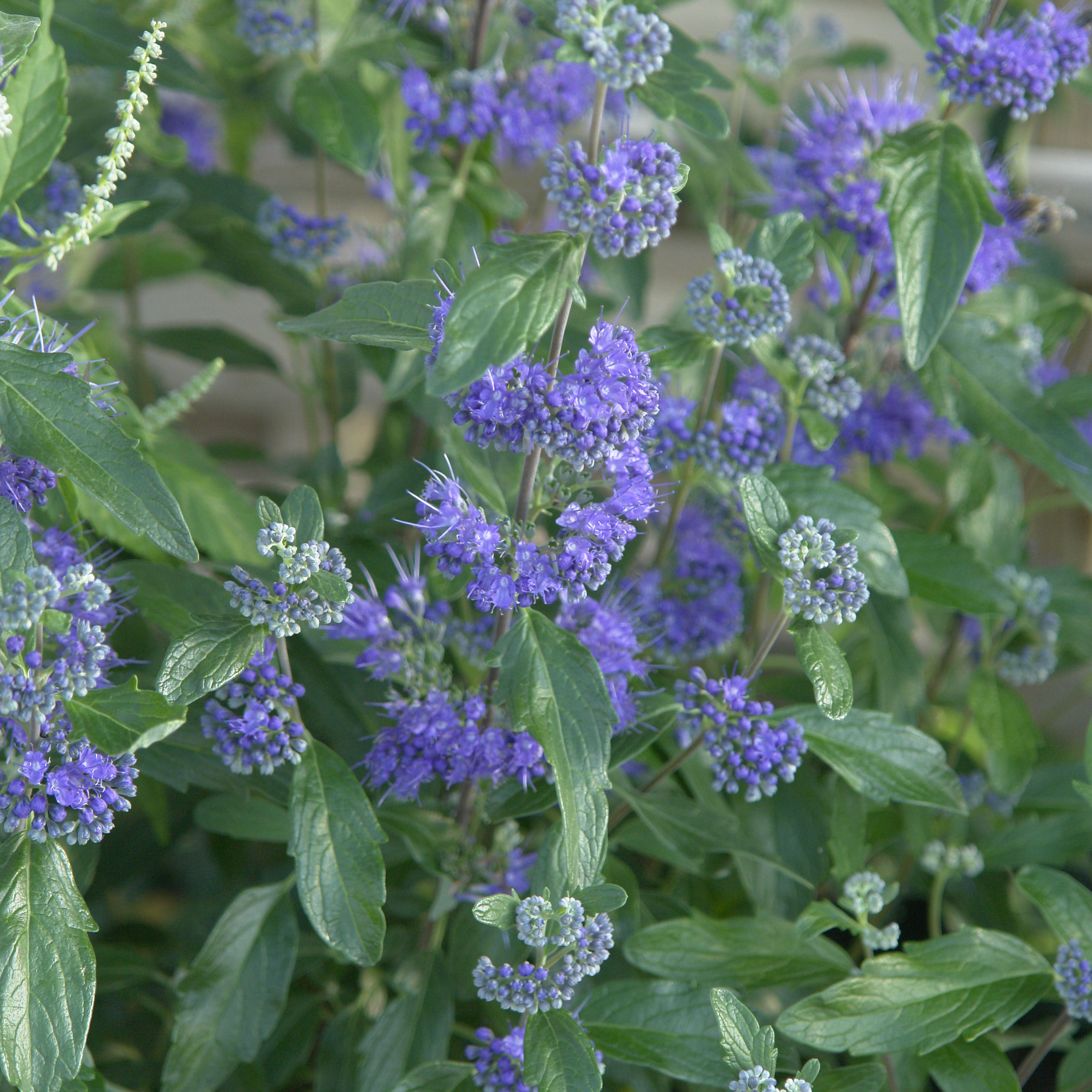 Bluebeard 'First Choice' : buy Bluebeard 'First Choice' / Caryopteris x ...