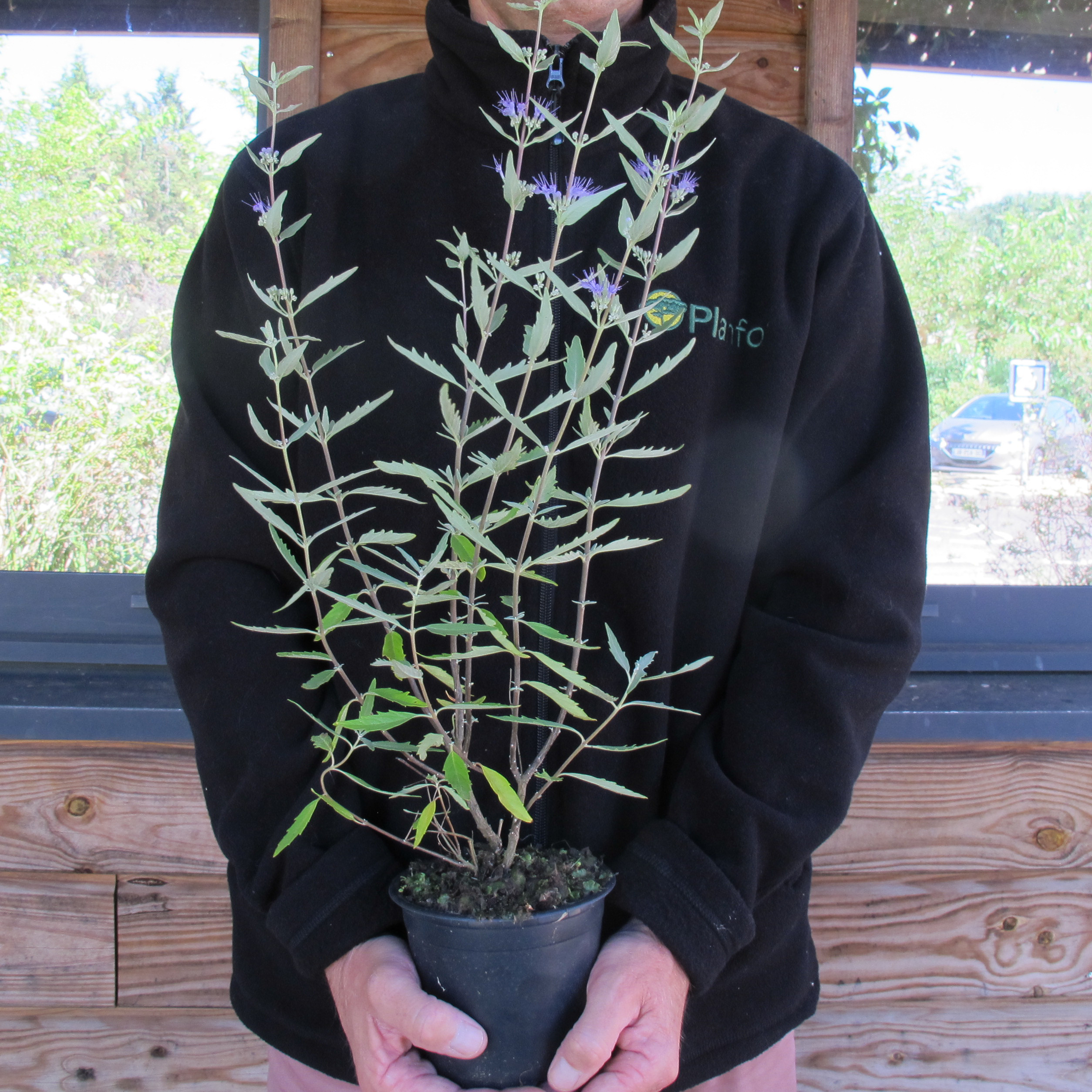 Bluebeard 'First Choice' : buy Bluebeard 'First Choice' / Caryopteris x ...