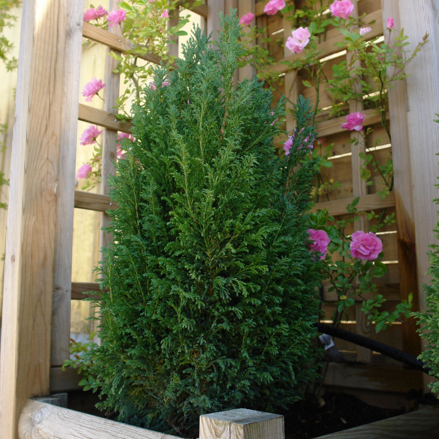 Cypress, Lawson 'Ellwoodii' : buy Cypress, Lawson 'Ellwoodii ...