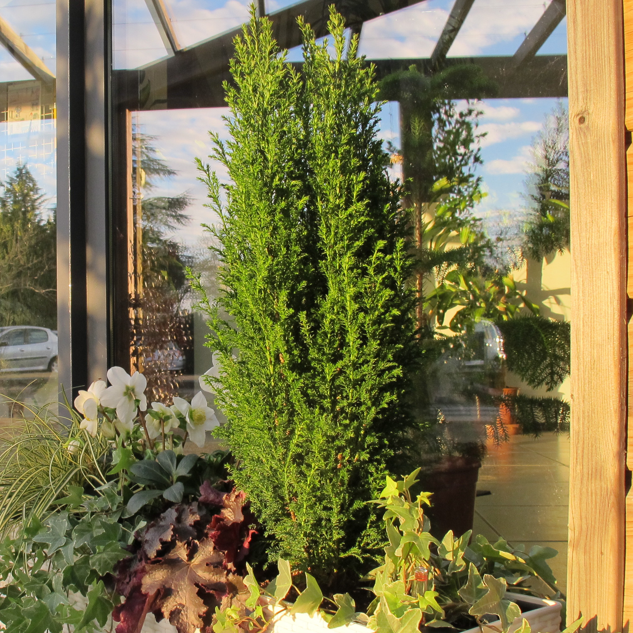 Cypress, Lawson 'Ellwoodii' : buy Cypress, Lawson 'Ellwoodii ...