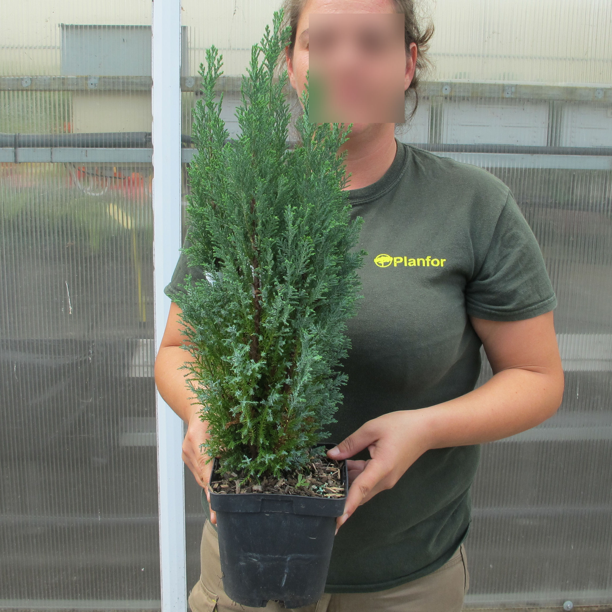 Cypress, Lawson 'Ellwoodii' : buy Cypress, Lawson 'Ellwoodii ...