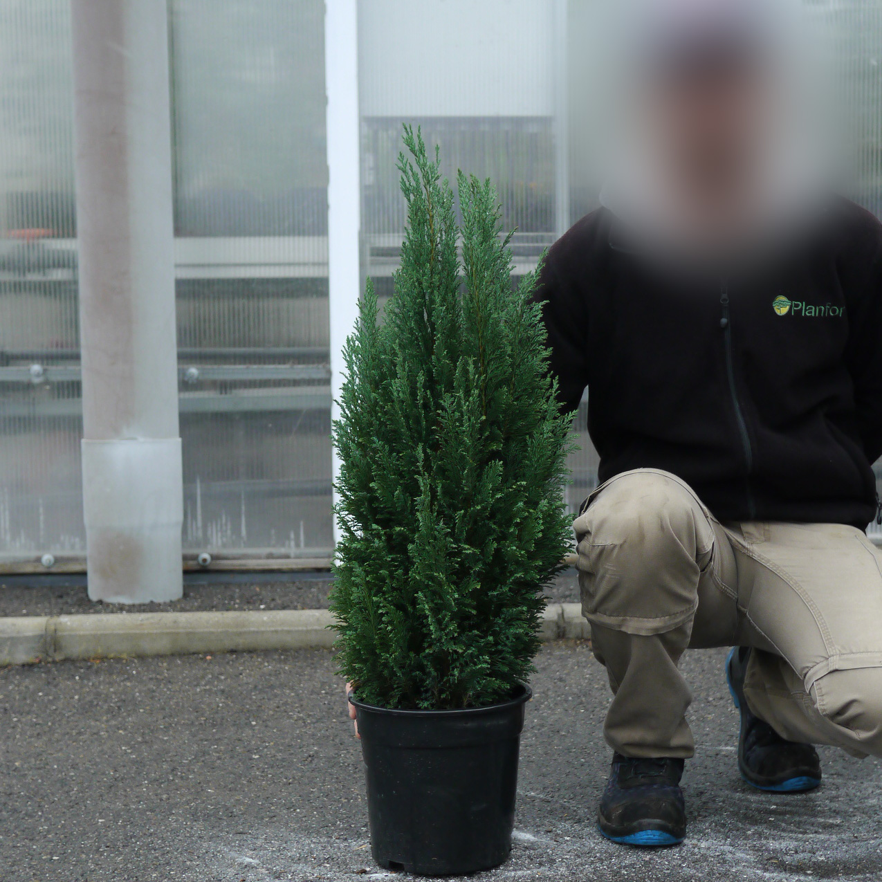 Cypress, Lawson 'Ellwoodii' : buy Cypress, Lawson 'Ellwoodii ...