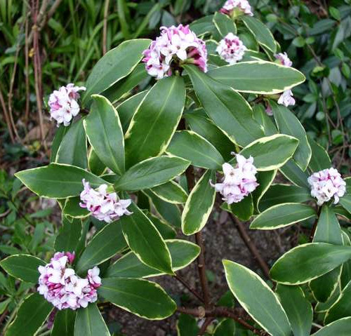 Daphne, winter : buy Daphne, winter / Daphne odora
