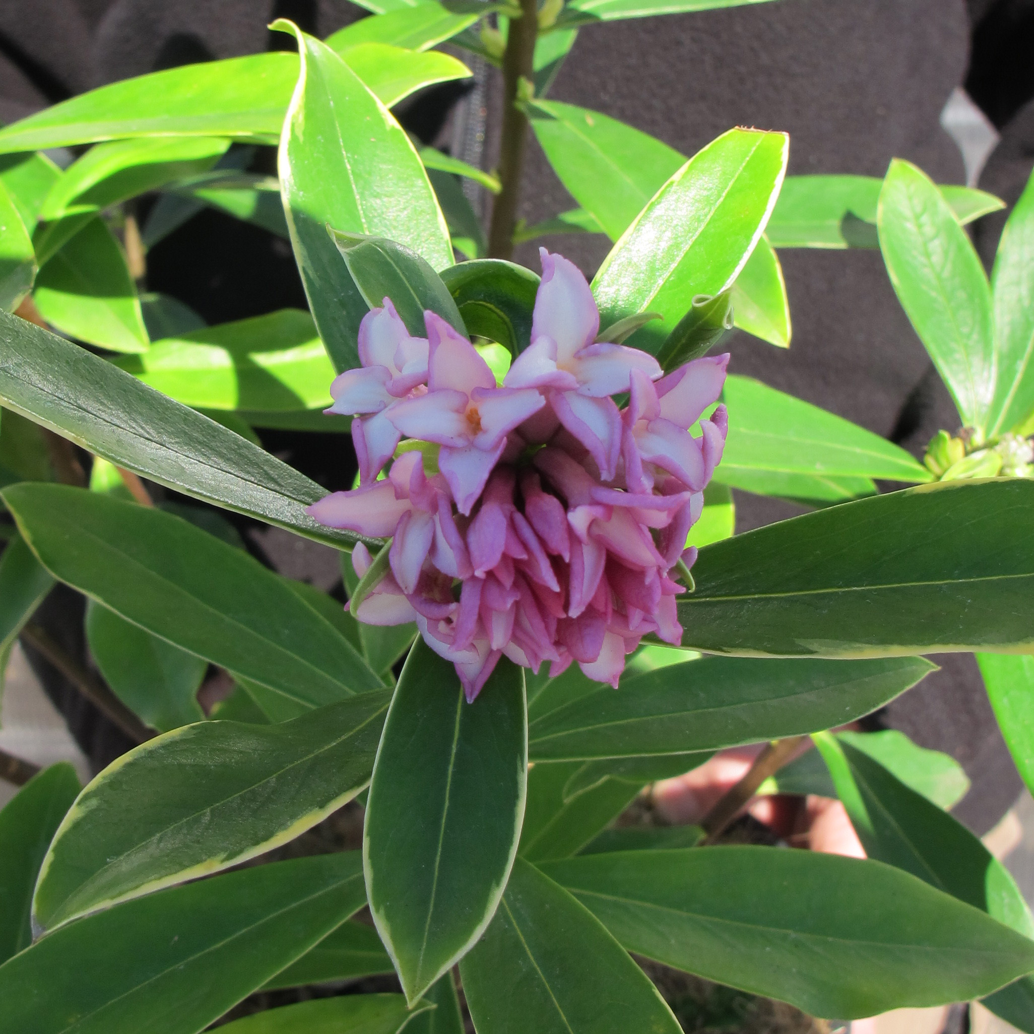Daphne, winter : buy Daphne, winter / Daphne odora