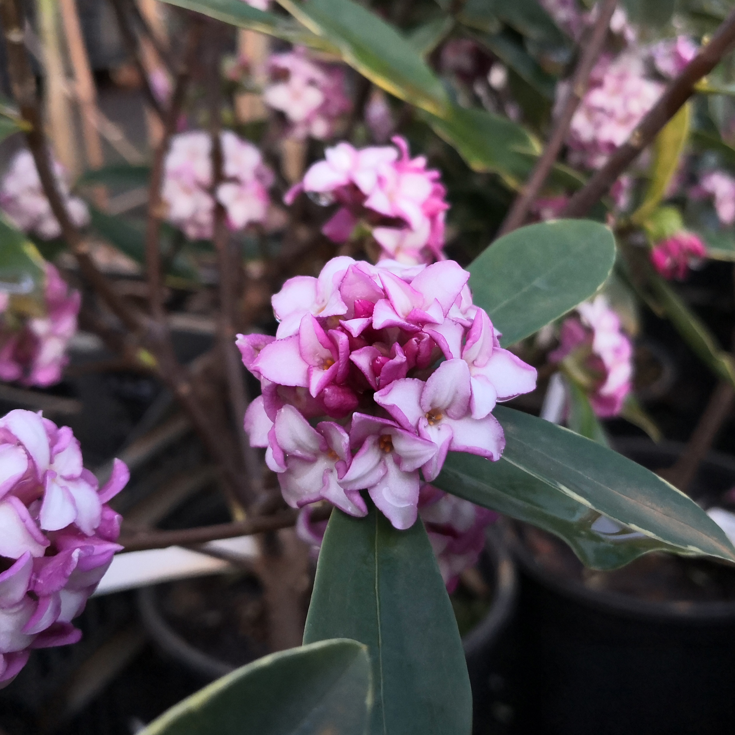 Daphne, winter : buy Daphne, winter / Daphne odora