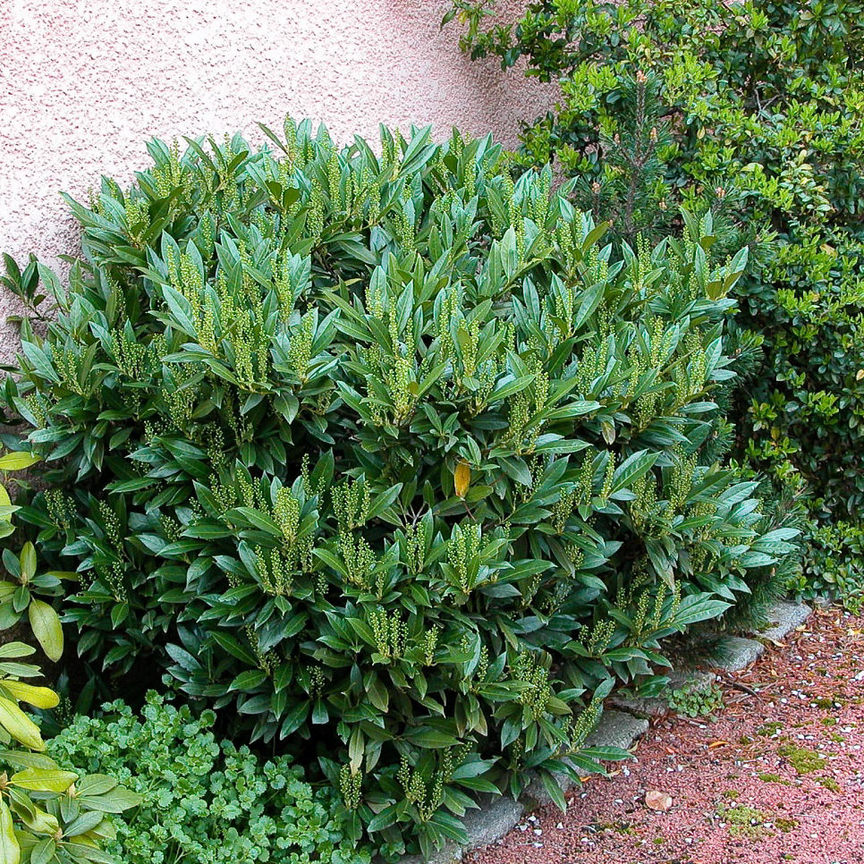 Laurel, 'Otto luyken' : buy Laurel, 'Otto luyken' / Prunus laurocerasus ...