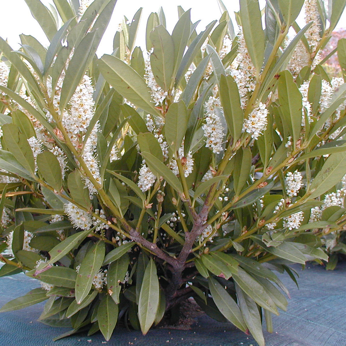 Laurel, 'Otto luyken' : buy Laurel, 'Otto luyken' / Prunus laurocerasus ...