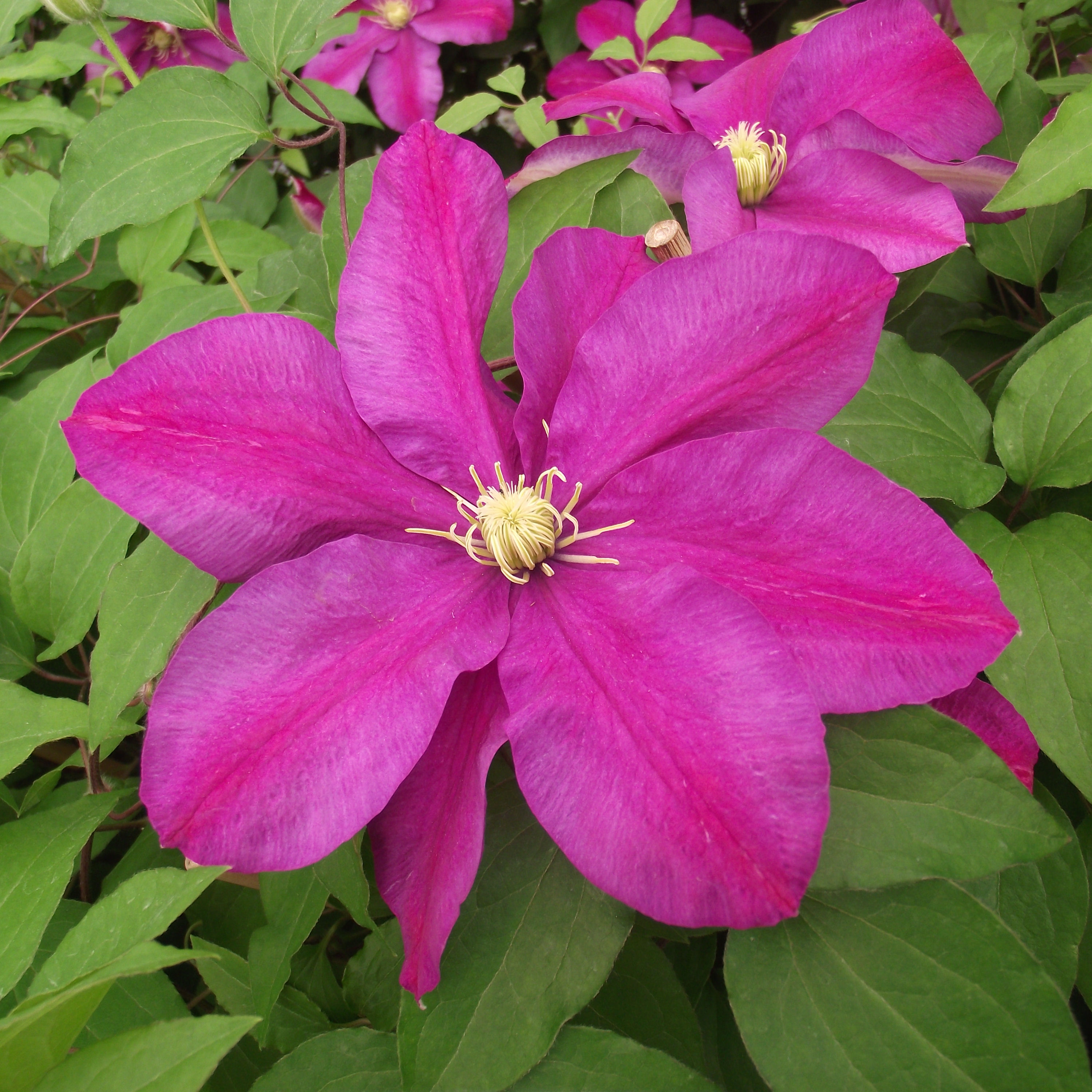 Clematis Sunset : buy Clematis Sunset / Clematis Sunset