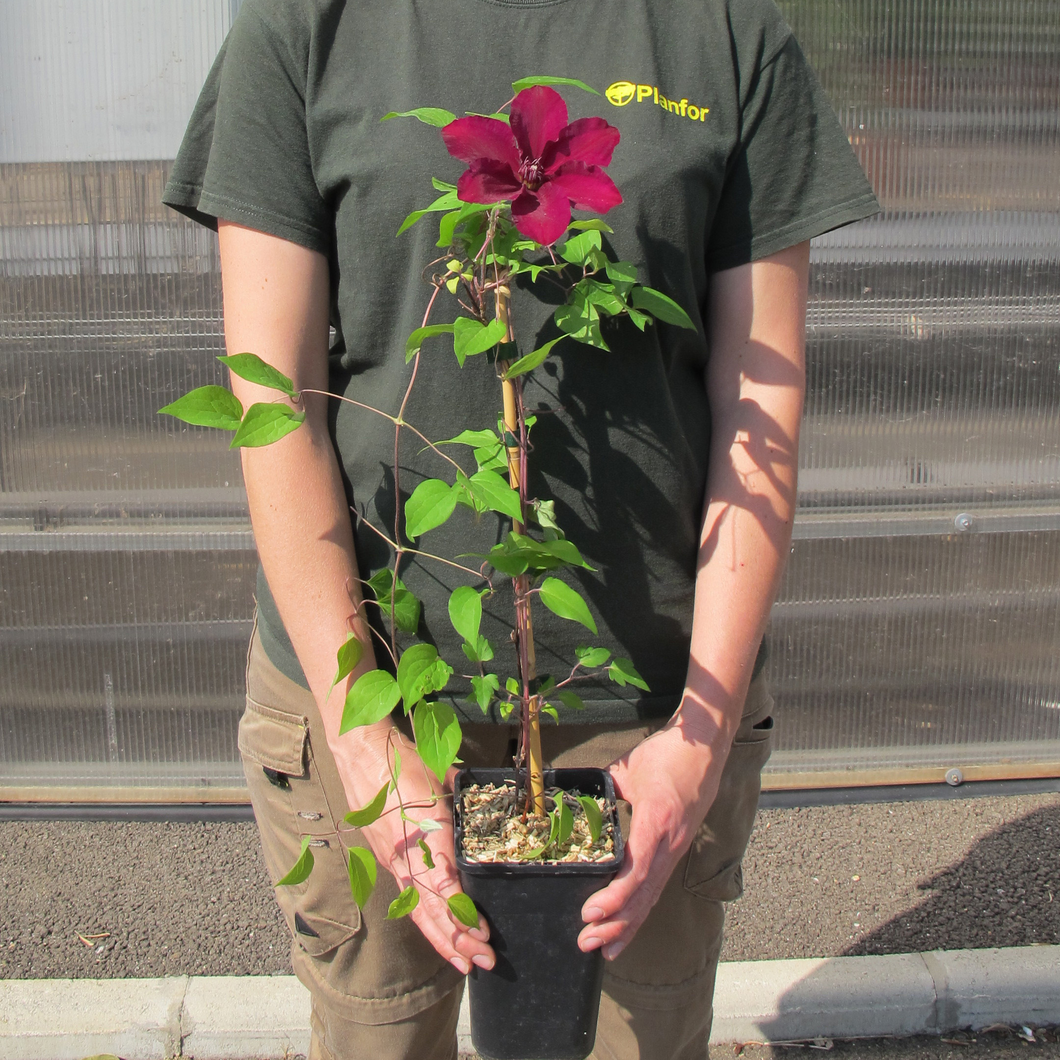 Clematis Sunset : buy Clematis Sunset / Clematis Sunset