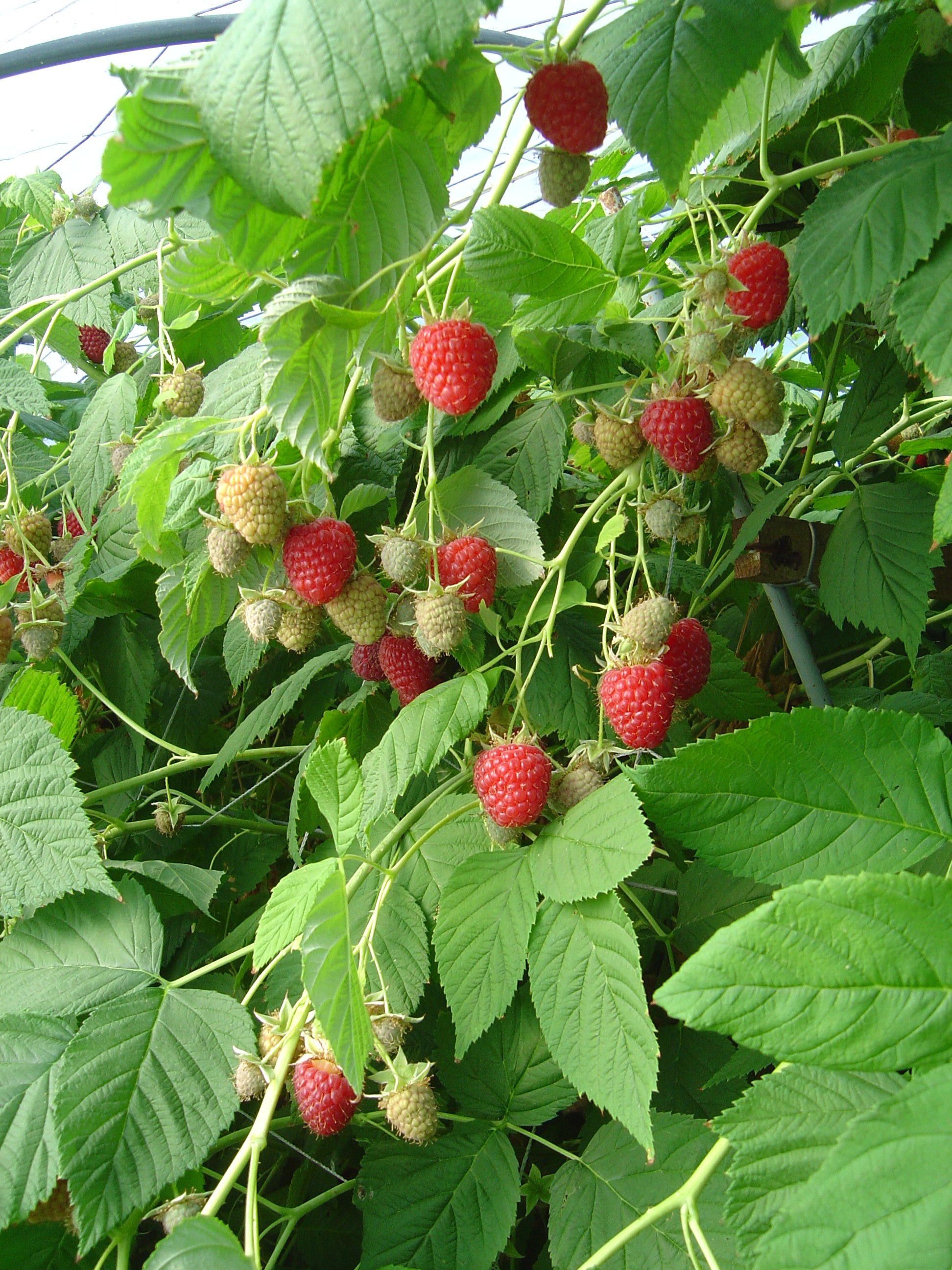 Raspberry 'Tulameen' : buy Raspberry 'Tulameen' / Rubus idaeus 'Tulameen'