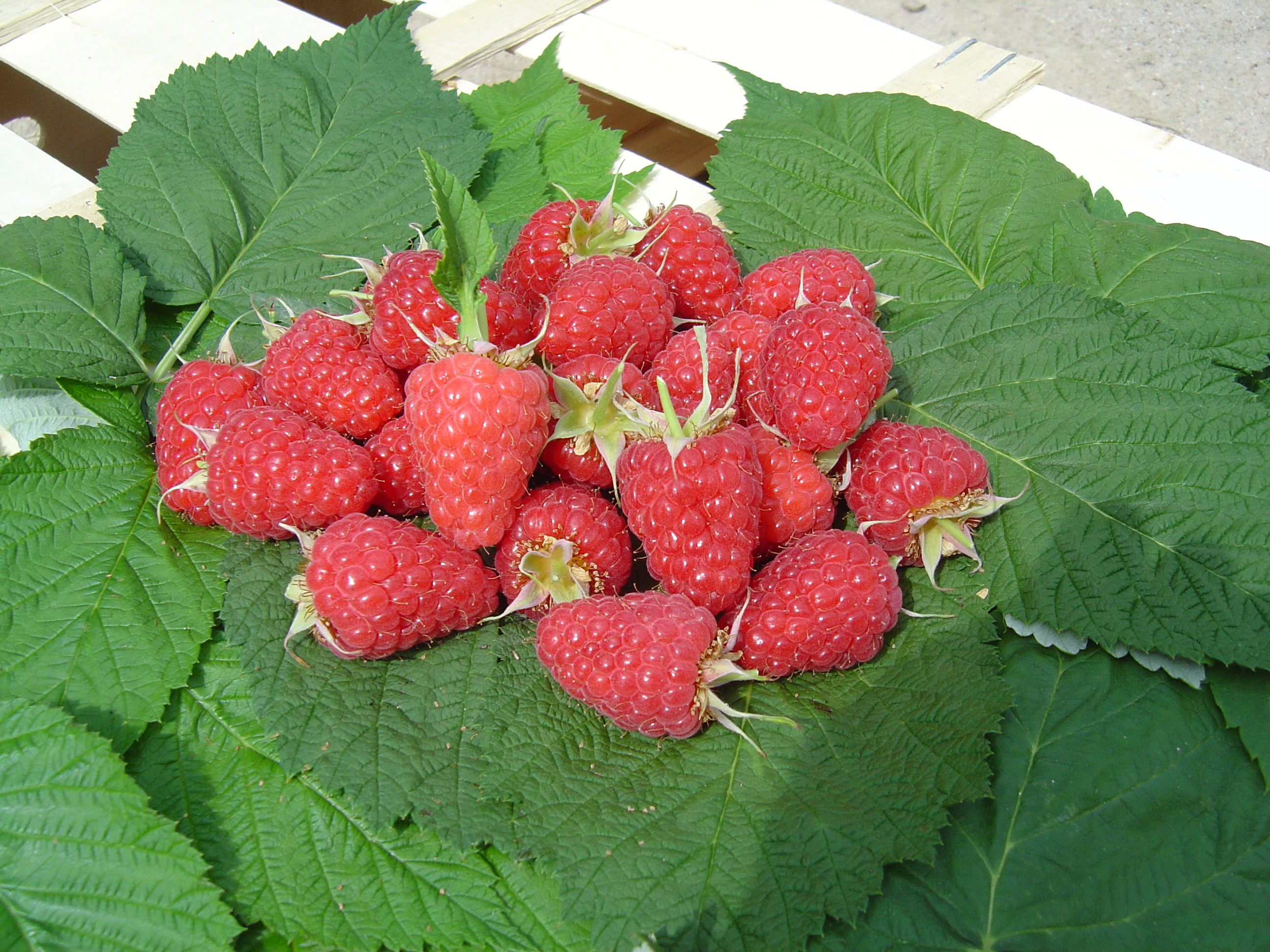 Raspberry 'Tulameen' : buy Raspberry 'Tulameen' / Rubus idaeus 'Tulameen'