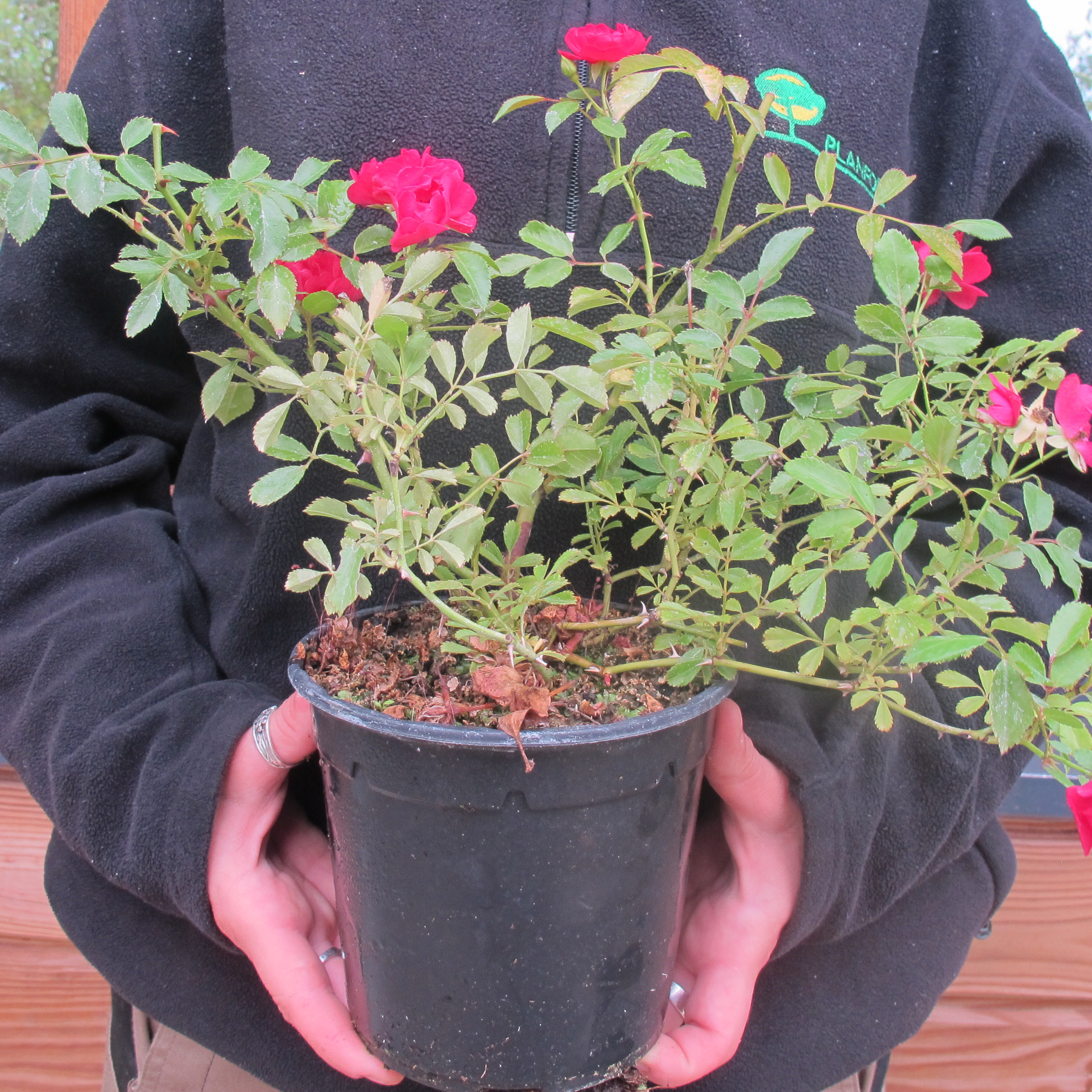 Landscape Rose bush 'The Fairy Rubra' : buy Landscape Rose bush 'The ...