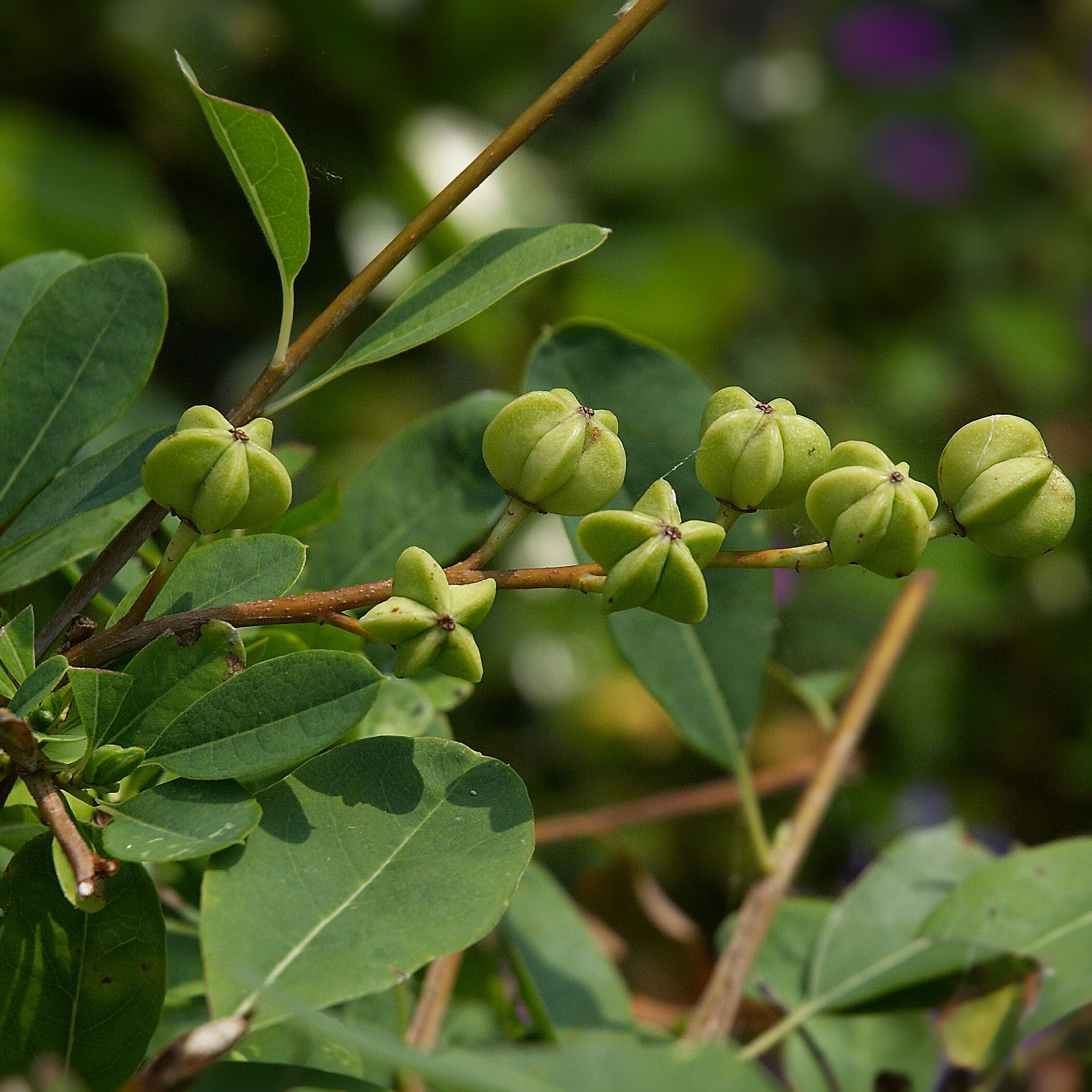 Pearlbush, the bride : buy Pearlbush, the bride / Exochorda macrantha ...
