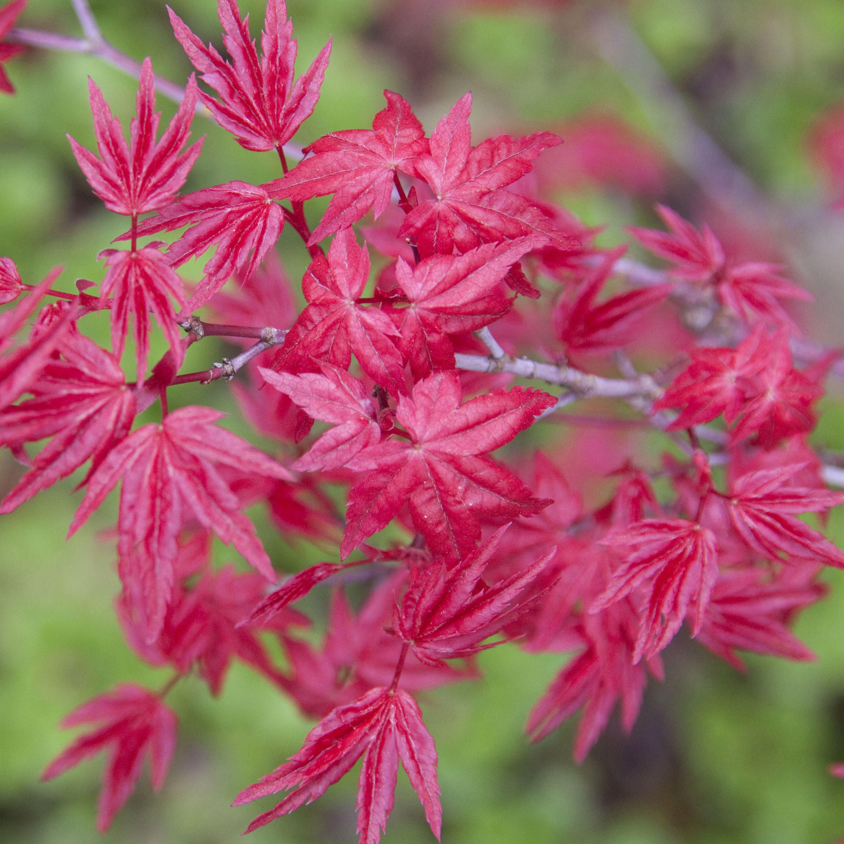 Maple, Japanese 'Deshojo' : buy Maple, Japanese 'Deshojo' / Acer ...