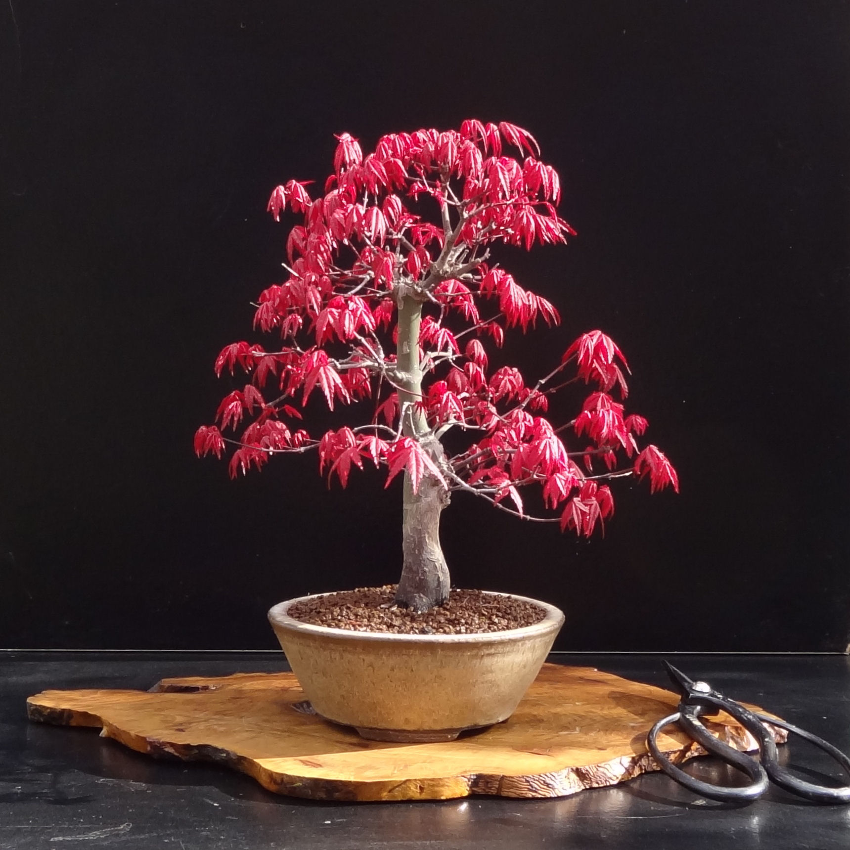 Maple, Japanese 'Deshojo' : buy Maple, Japanese 'Deshojo' / Acer ...