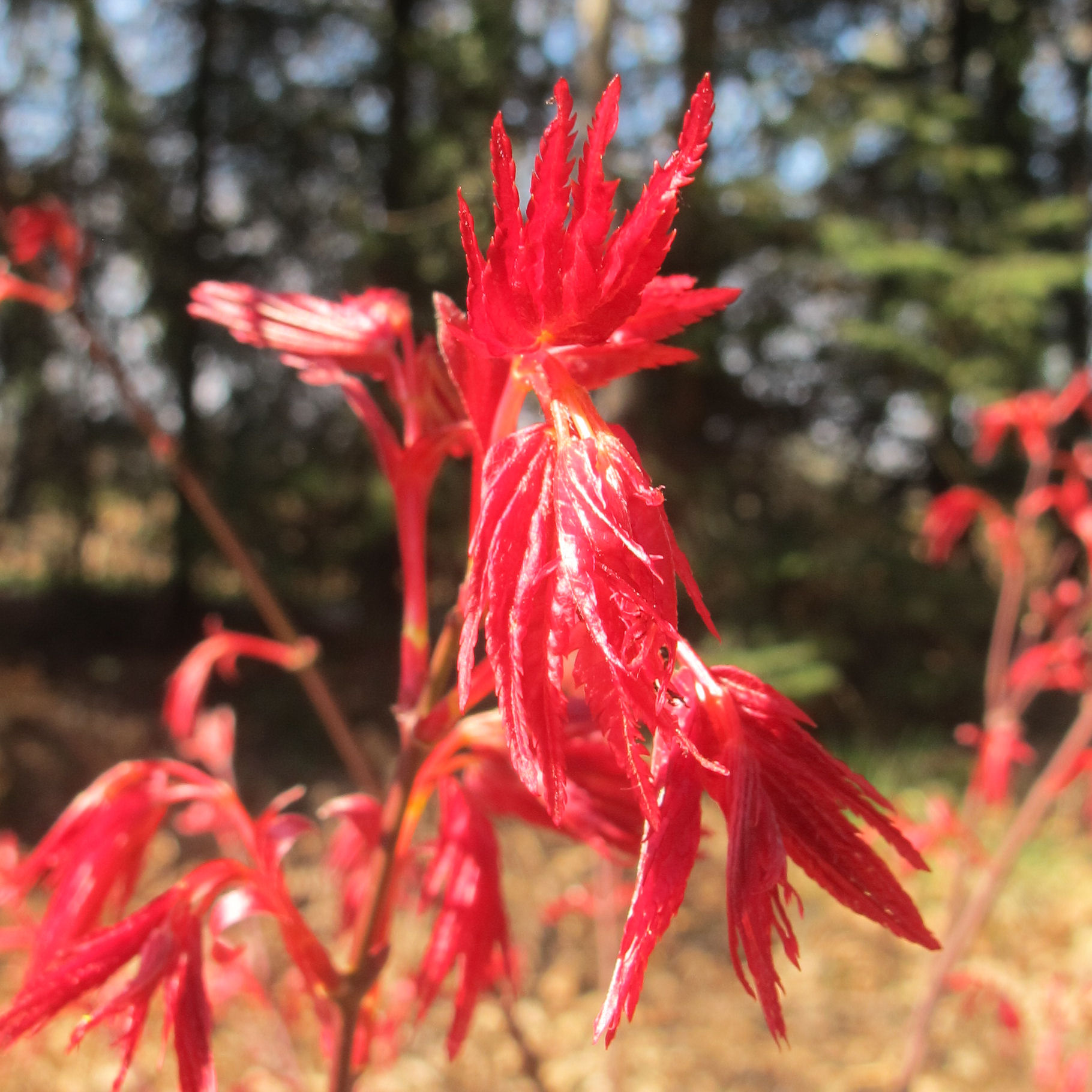Maple, Japanese 'Deshojo' : buy Maple, Japanese 'Deshojo' / Acer ...