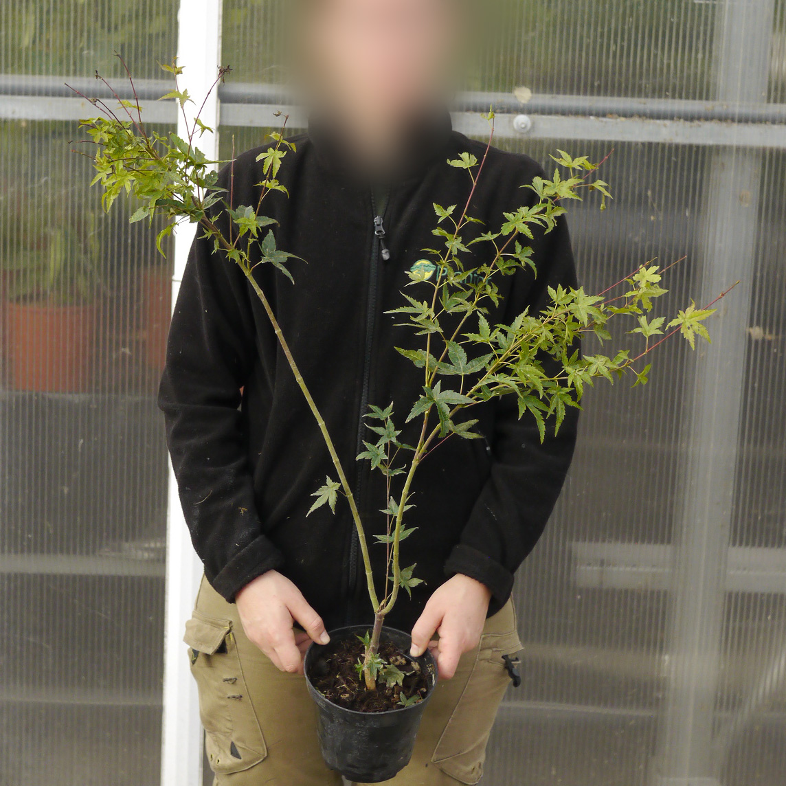 Maple, Japanese 'Deshojo' : buy Maple, Japanese 'Deshojo' / Acer ...