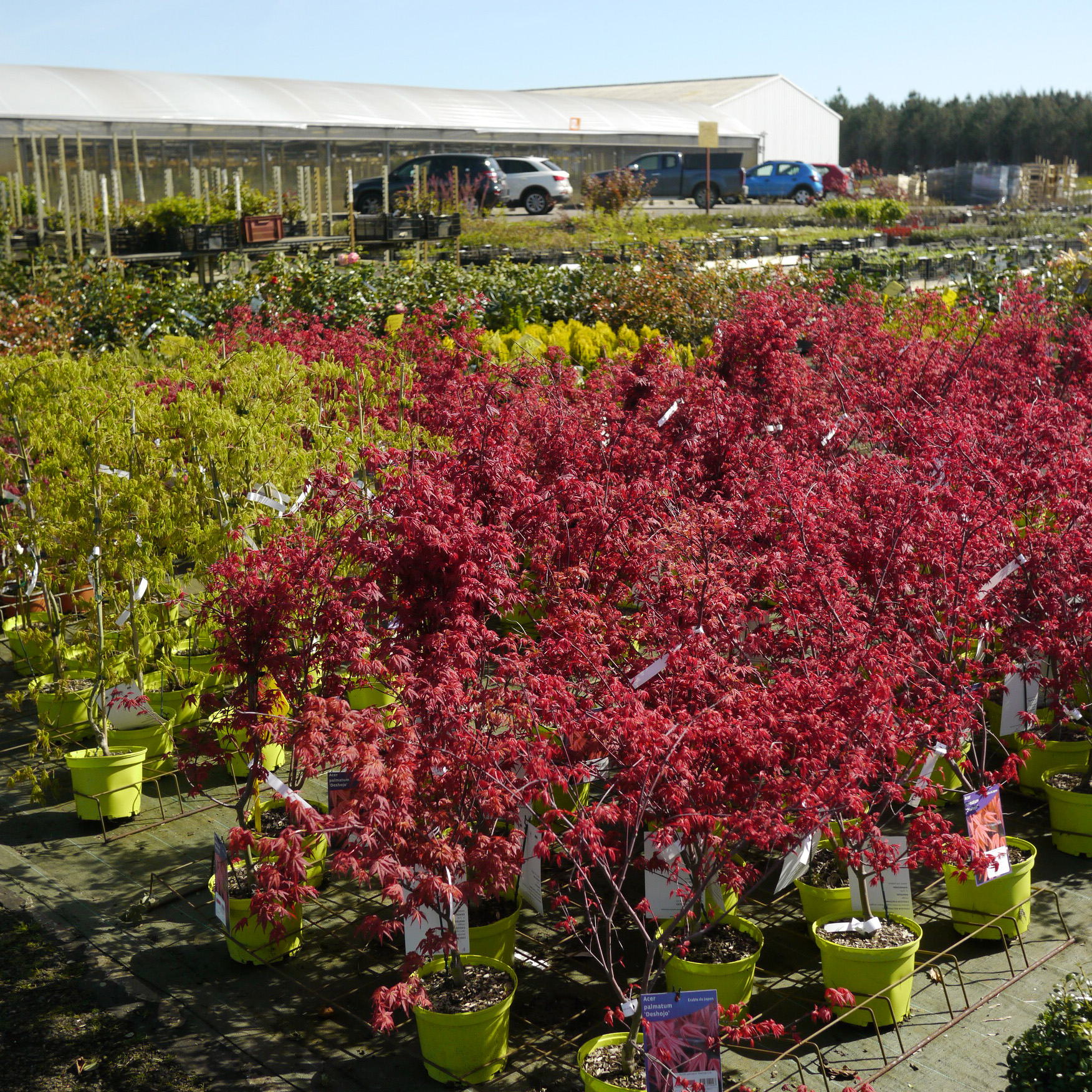 Maple, Japanese 'Deshojo' : buy Maple, Japanese 'Deshojo' / Acer ...