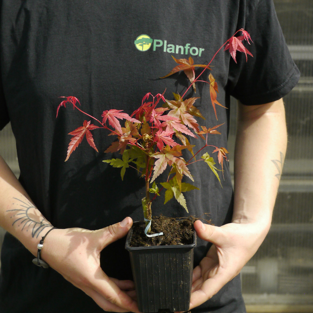 Maple, Japanese 'Deshojo' : buy Maple, Japanese 'Deshojo' / Acer ...