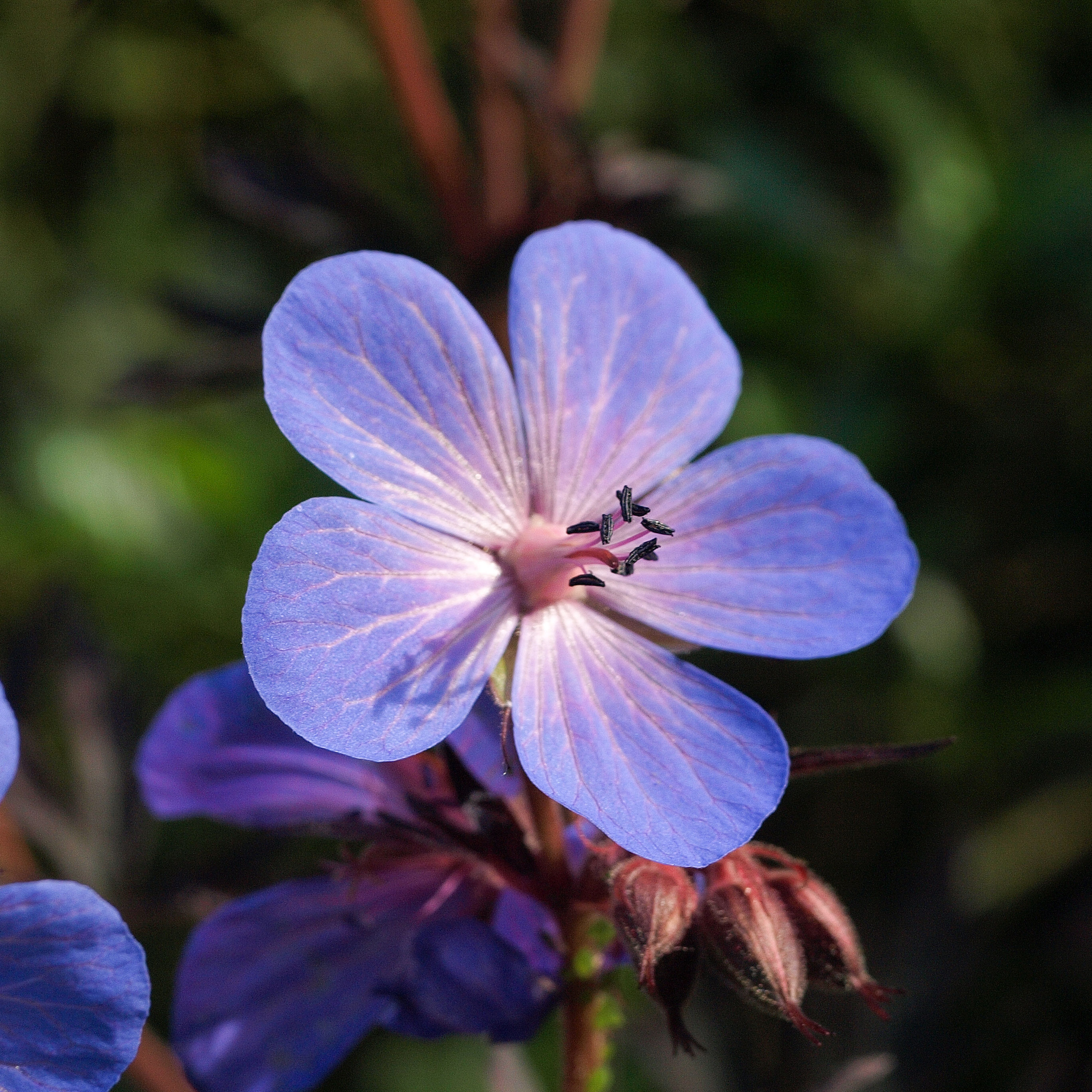 Geranium, Johnson Blue : buy Geranium, Johnson Blue / Geranium Johnson Blue