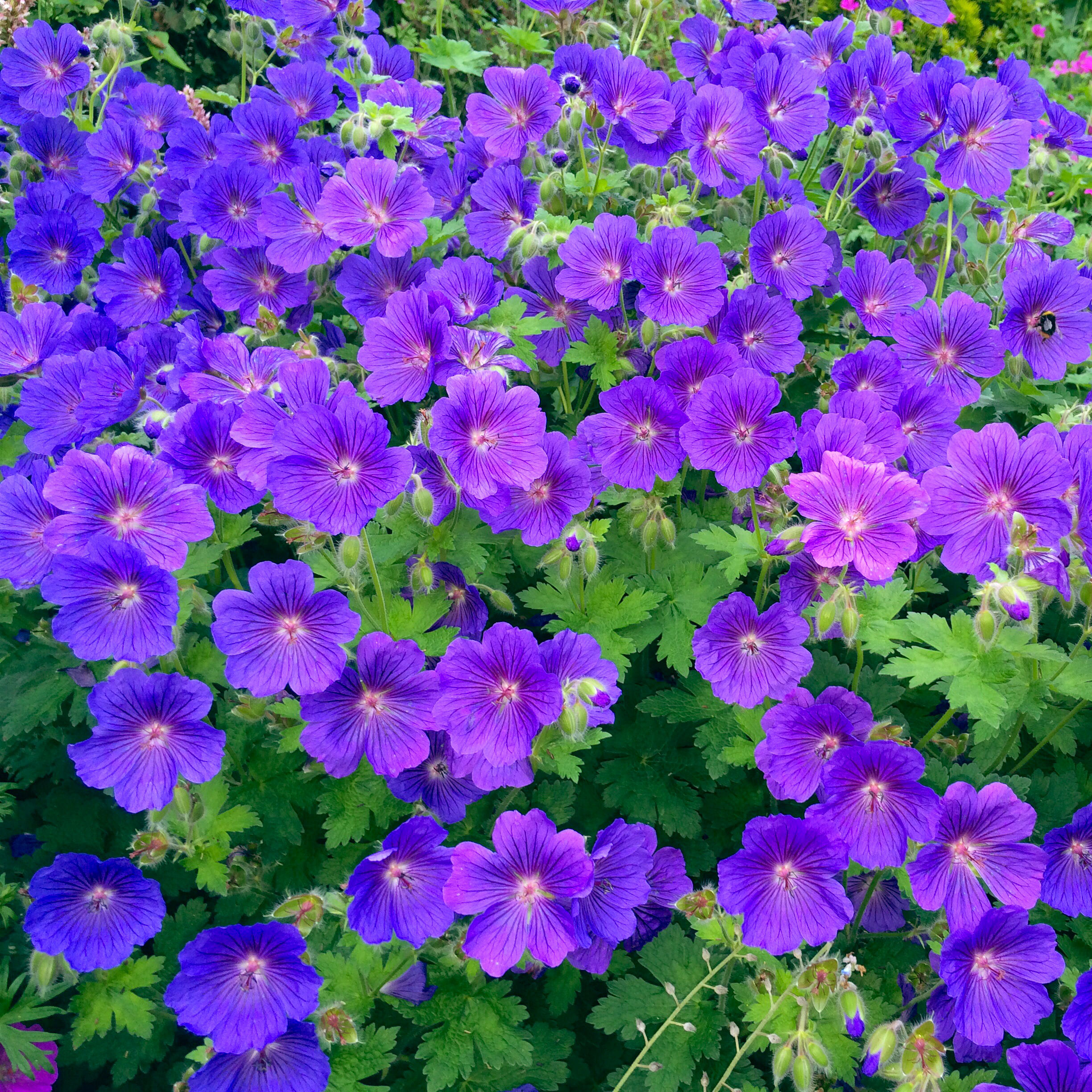 Geranium, Johnson Blue : buy Geranium, Johnson Blue / Geranium Johnson Blue