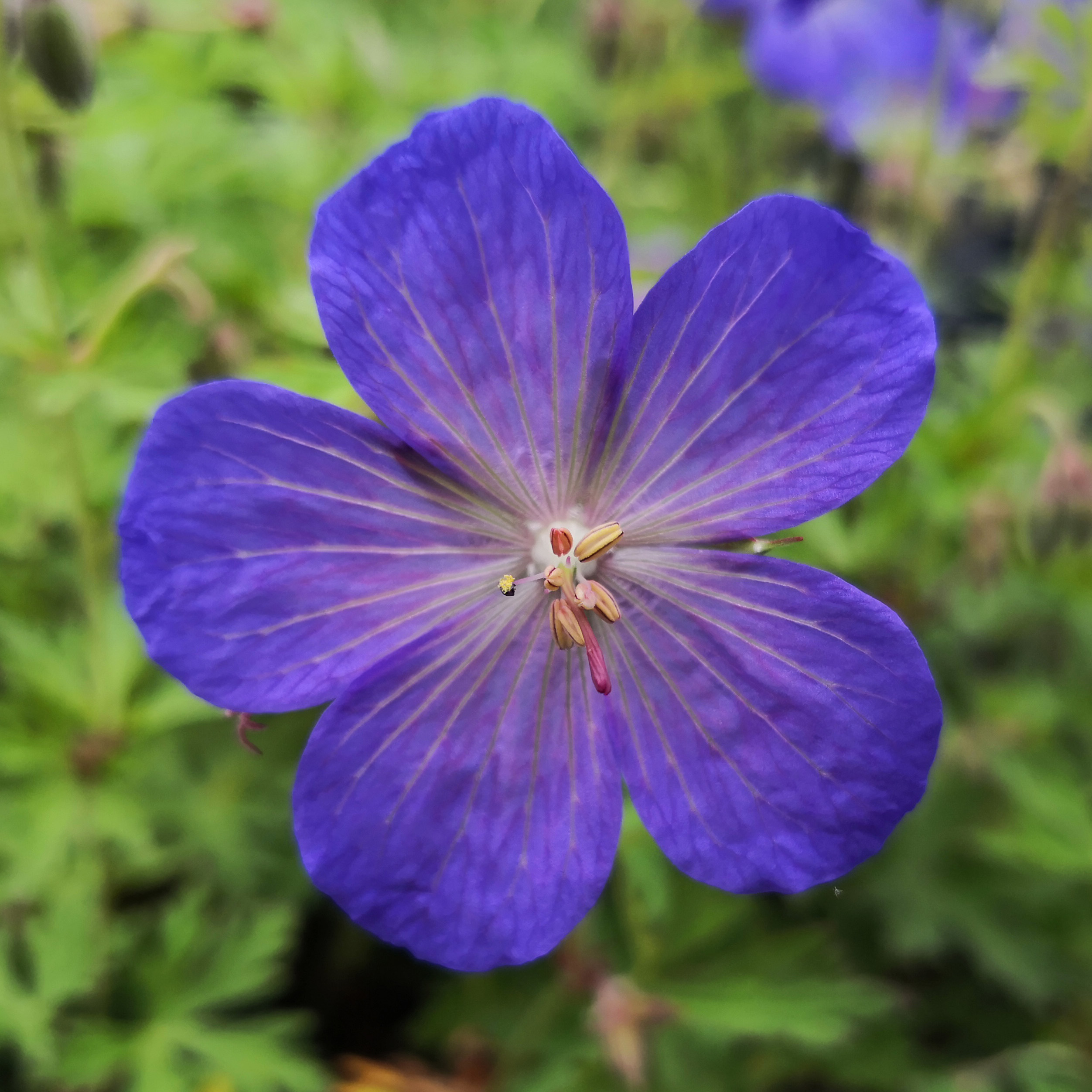 Geranium, Johnson Blue : buy Geranium, Johnson Blue / Geranium Johnson Blue