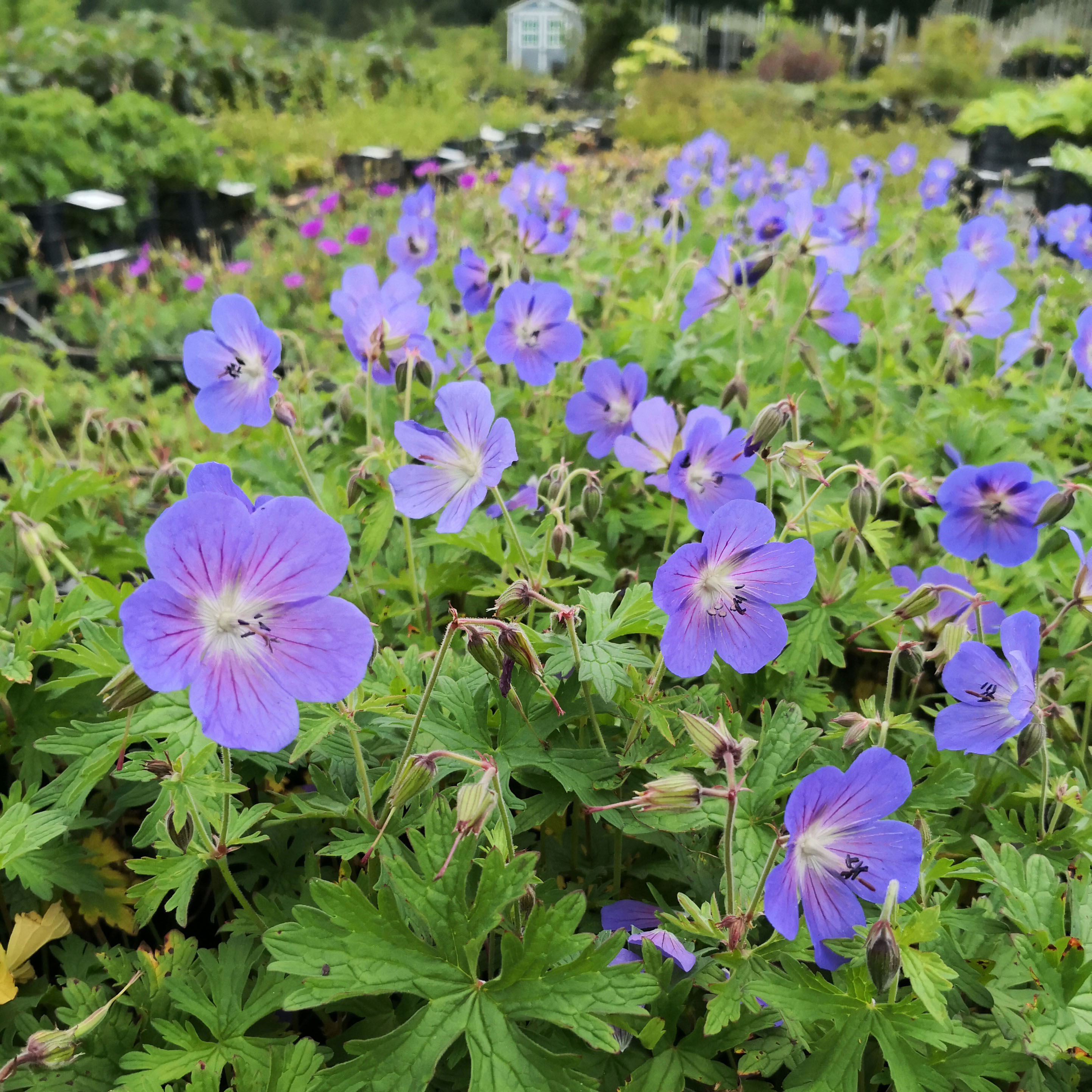 Geranium, Johnson Blue : buy Geranium, Johnson Blue / Geranium Johnson Blue