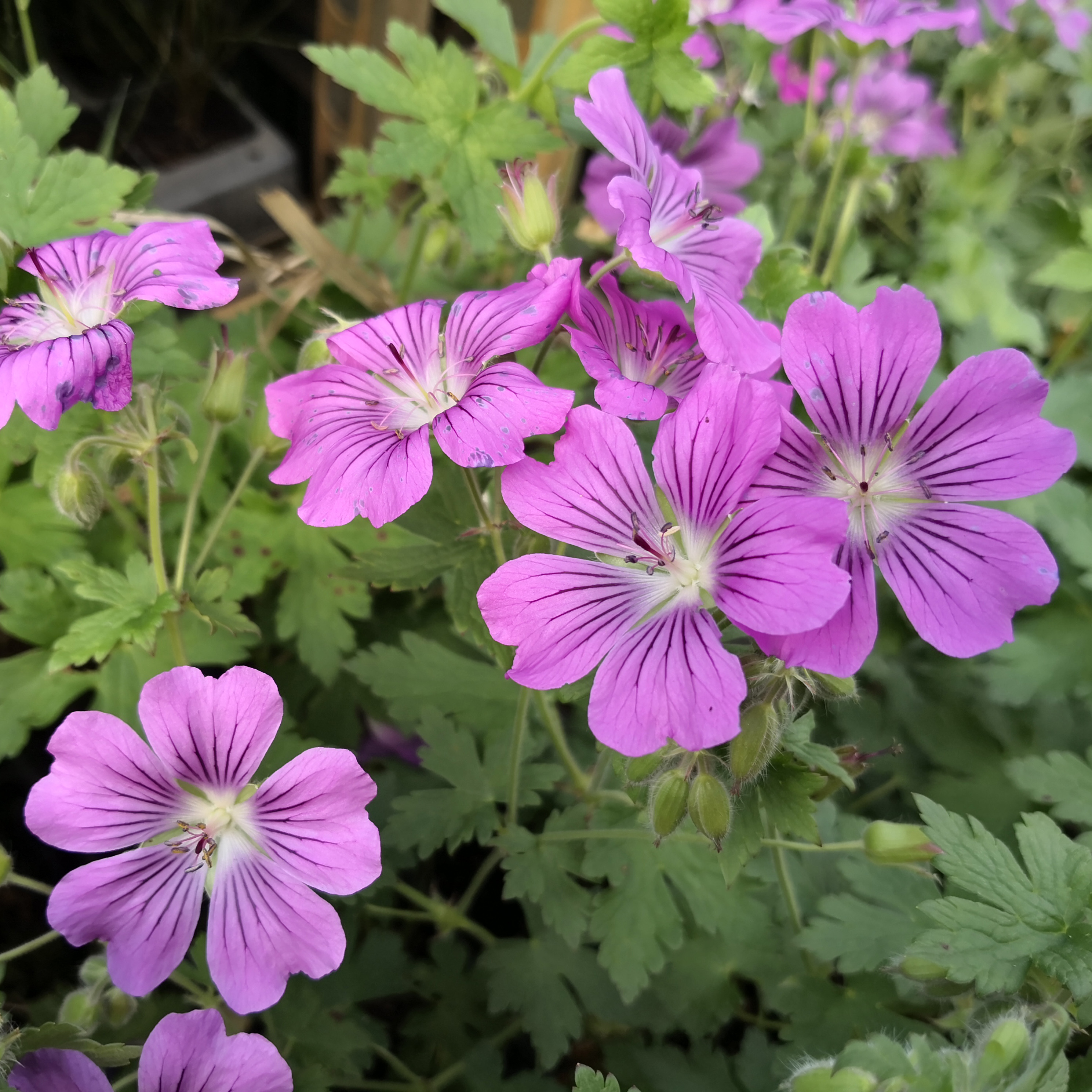 Geranium, Sirak : buy Geranium, Sirak / Geranium Sirak