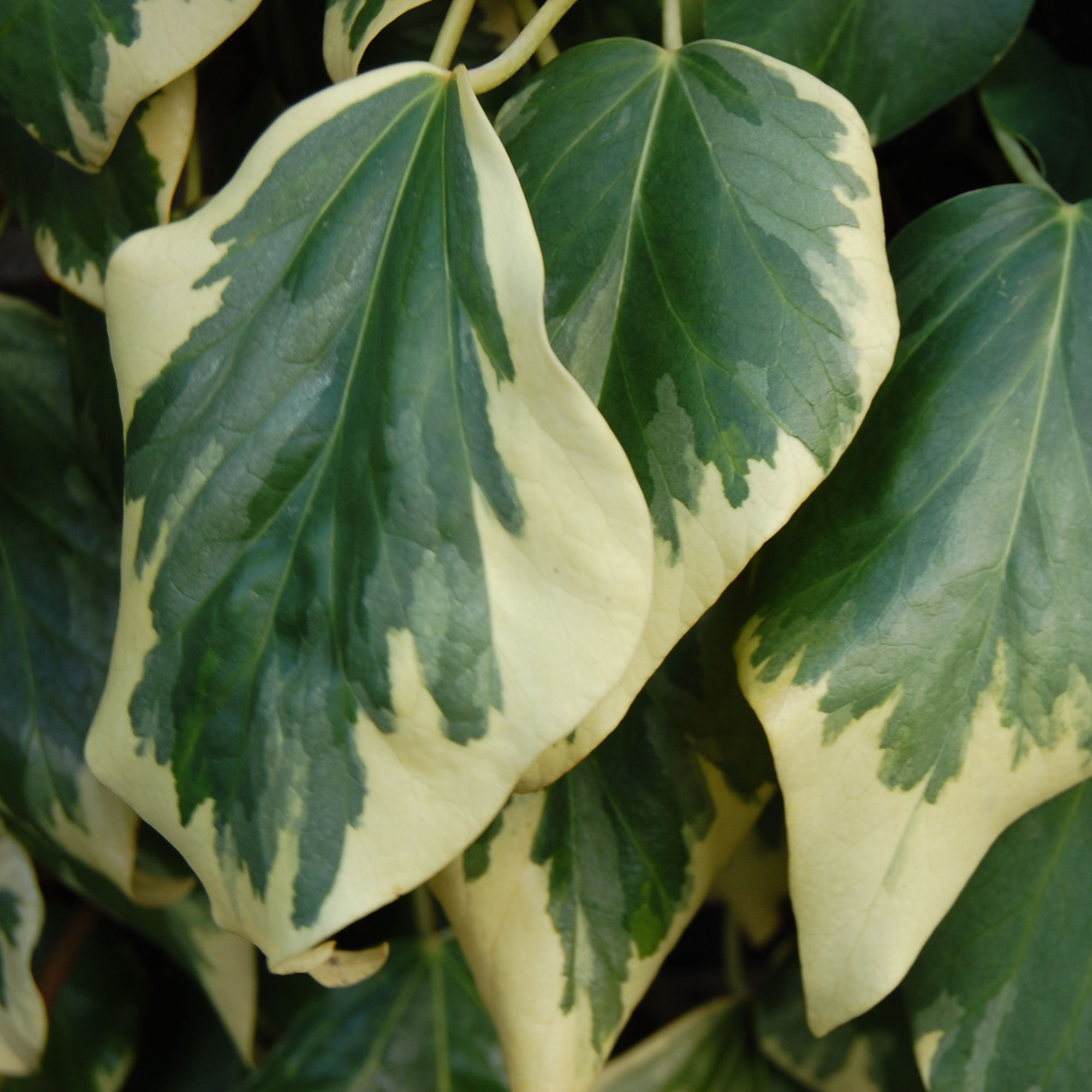 Ivy, variegated Persian : buy Ivy, variegated Persian / Hedera colchica ...