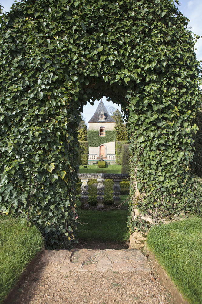 Ivy 'Green ripple' : buy Ivy 'Green ripple' / Hedera helix Green ripple