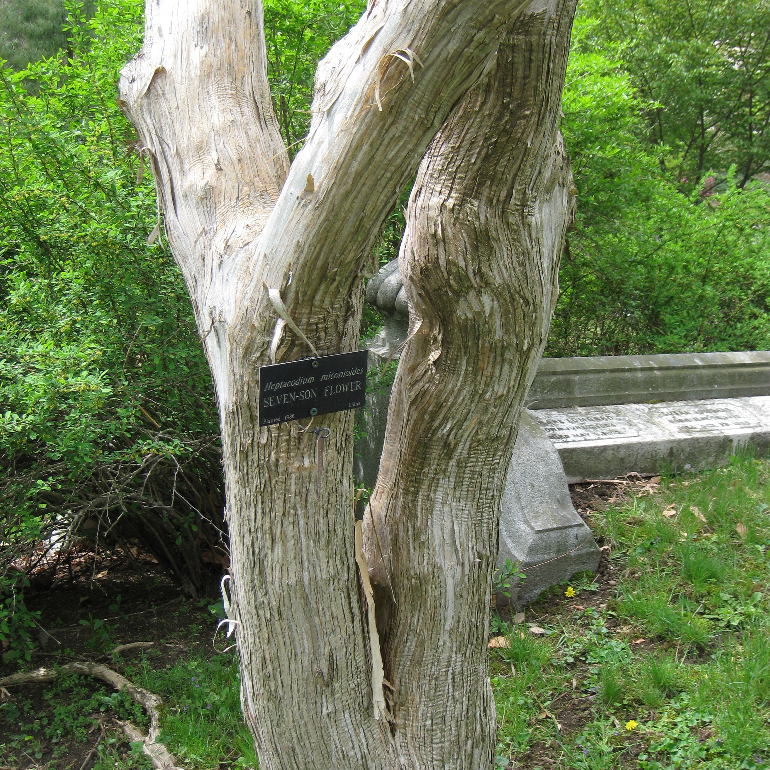 Seven Son Tree : buy Seven Son Tree / Heptacodium jasminoides