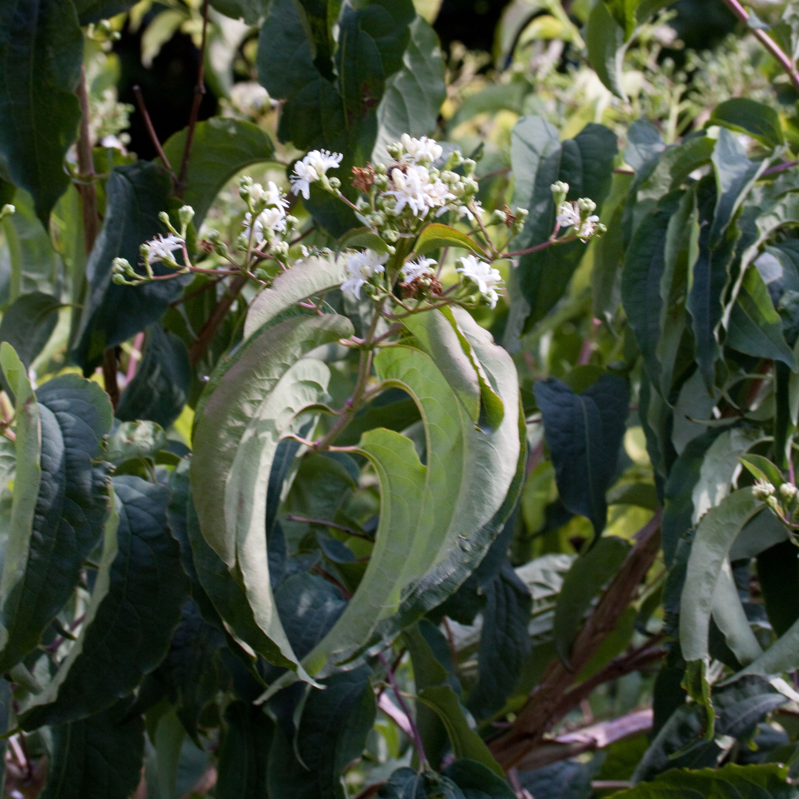 Seven Son Tree : buy Seven Son Tree / Heptacodium jasminoides