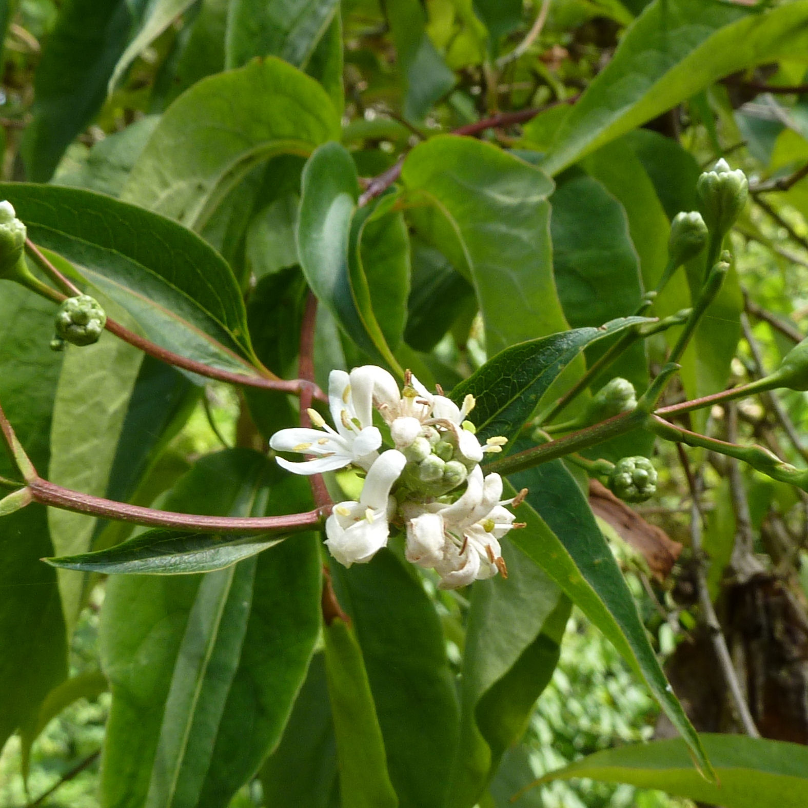 Seven Son Tree : buy Seven Son Tree / Heptacodium jasminoides