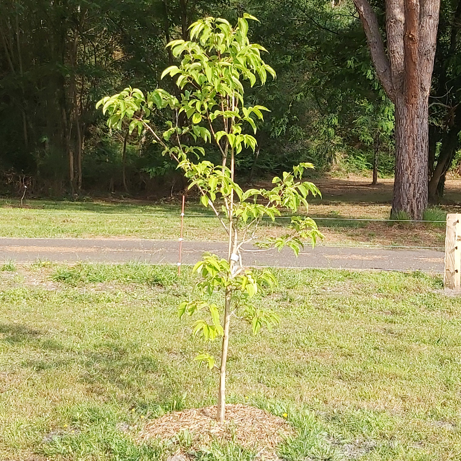 Seven Son Tree : buy Seven Son Tree / Heptacodium jasminoides
