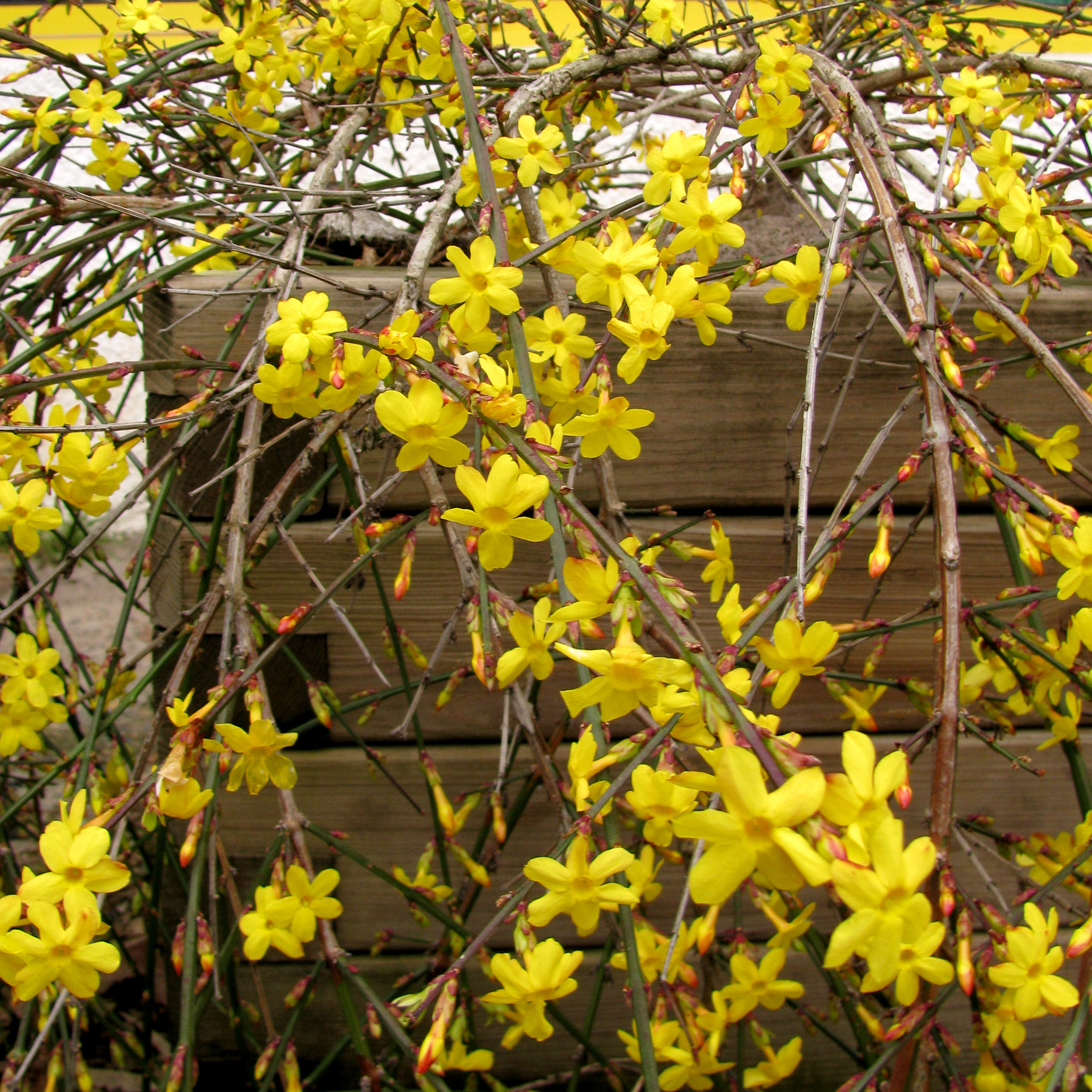 Jasmine, winter : buy Jasmine, winter / Jasminum nudiflorum