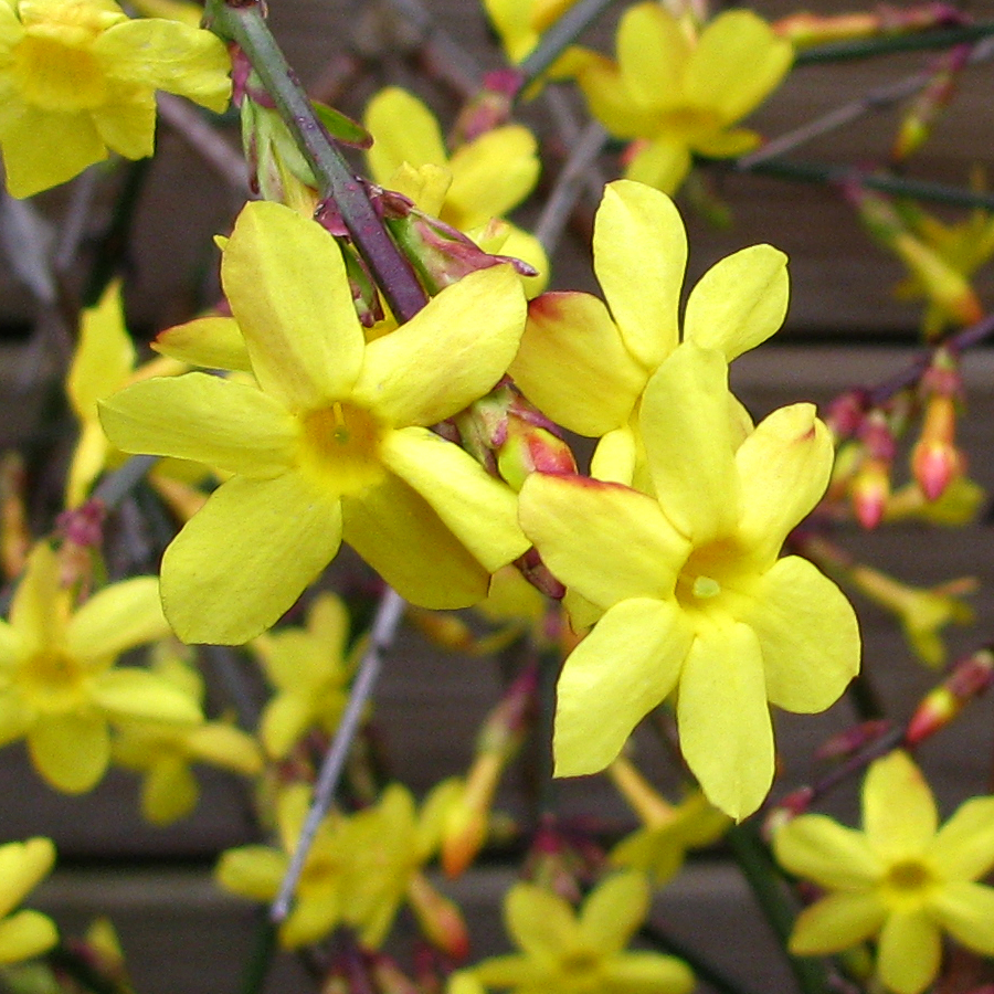 Jasmine, winter : buy Jasmine, winter / Jasminum nudiflorum