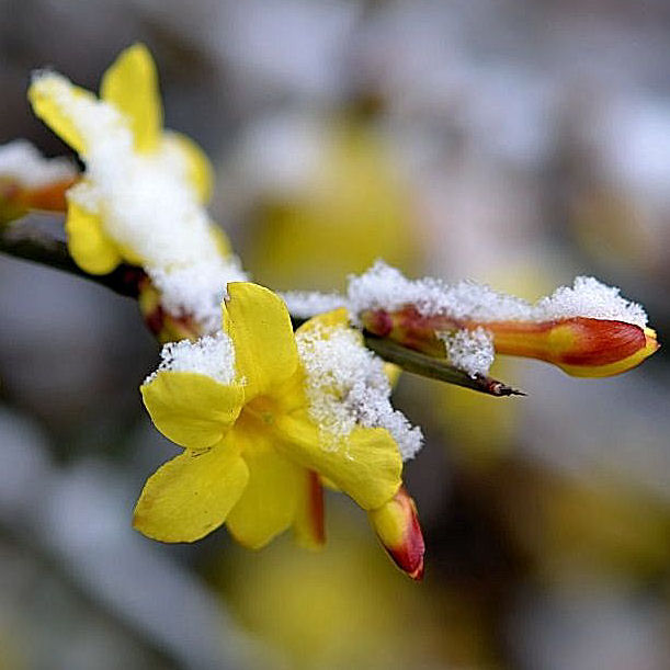 Jasmine, winter : buy Jasmine, winter / Jasminum nudiflorum