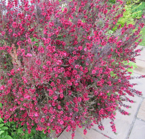 Tea tree, New Zealand, Manuka, Red : buy Tea tree, New Zealand, Manuka ...