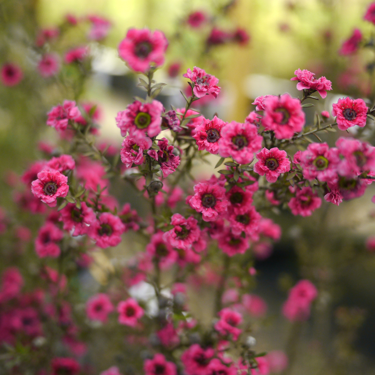 Tea tree, New Zealand, Manuka, Red : buy Tea tree, New Zealand, Manuka ...