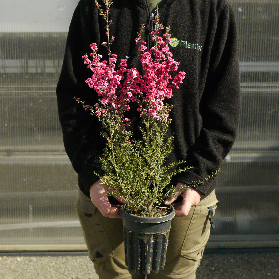 Tea tree, New Zealand, Manuka, Red : buy Tea tree, New Zealand, Manuka ...