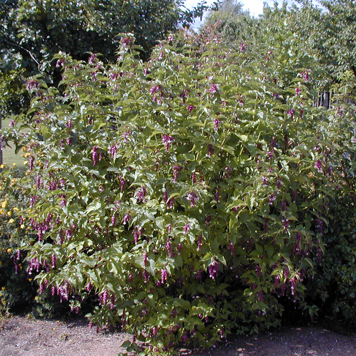 Pheasant Berry 'Purple Rain' : buy Pheasant Berry 'Purple Rain ...