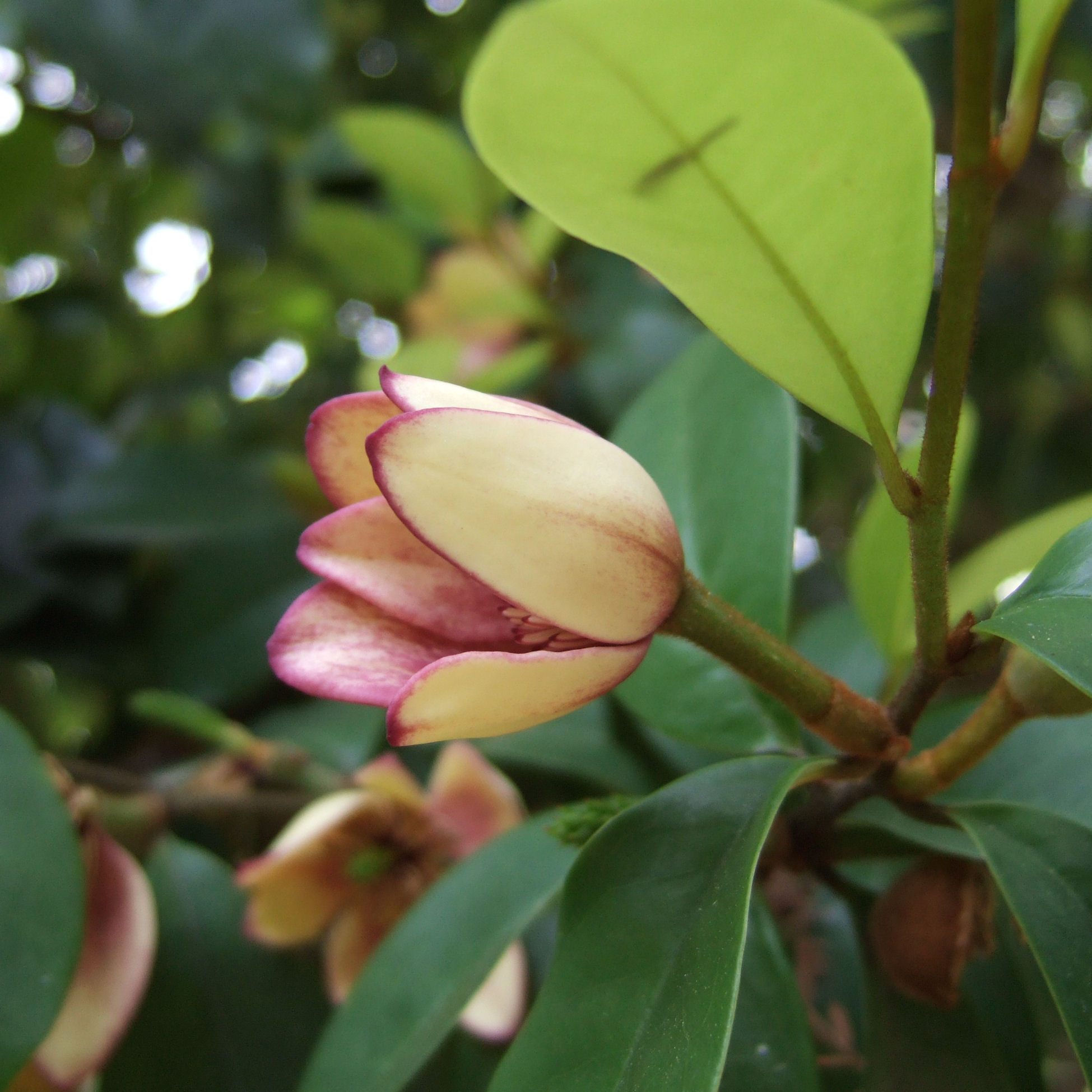 Banana shrub : buy Banana shrub / Michelia figo