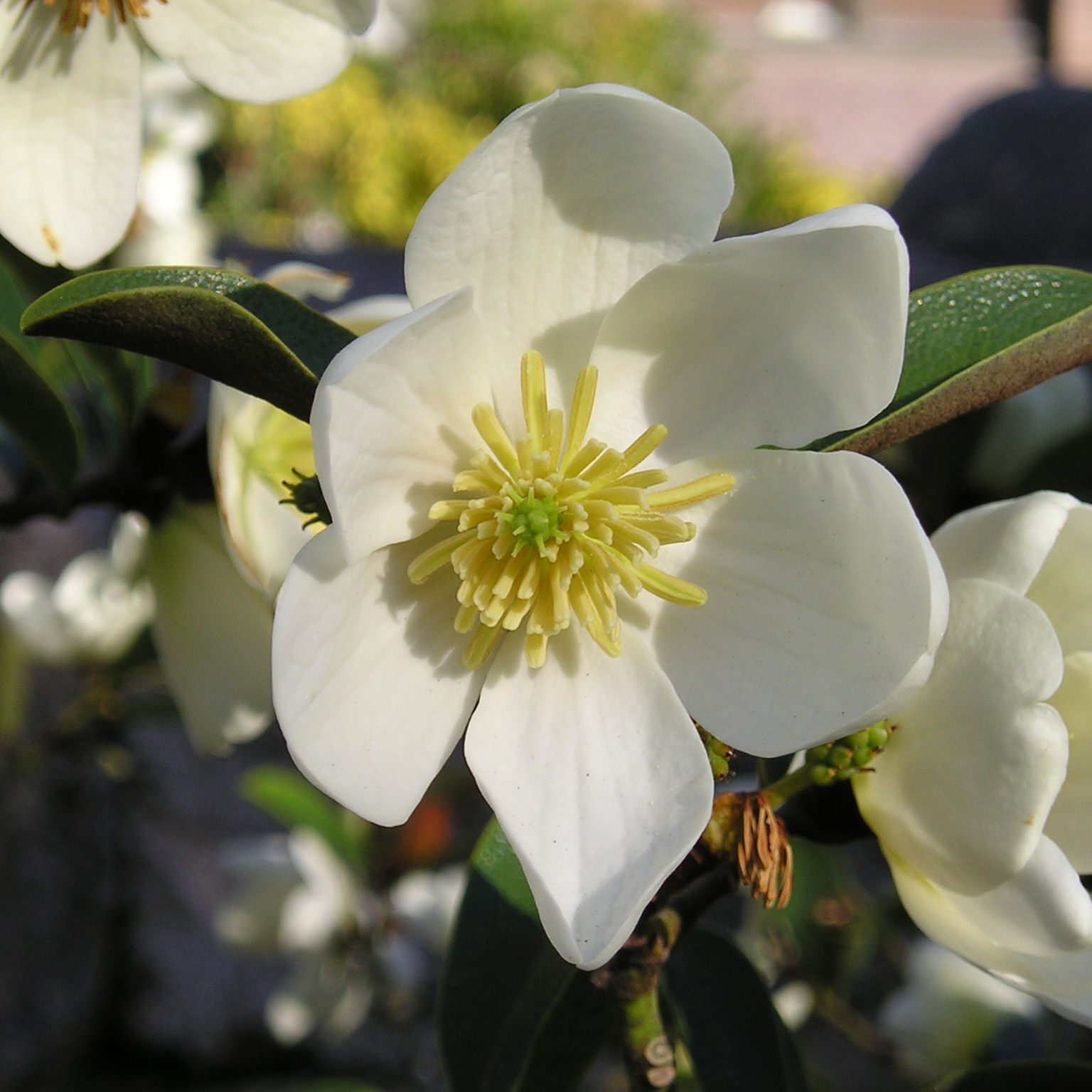 Michelia yunnanensis : buy Michelia yunnanensis / Michelia yunnanensis
