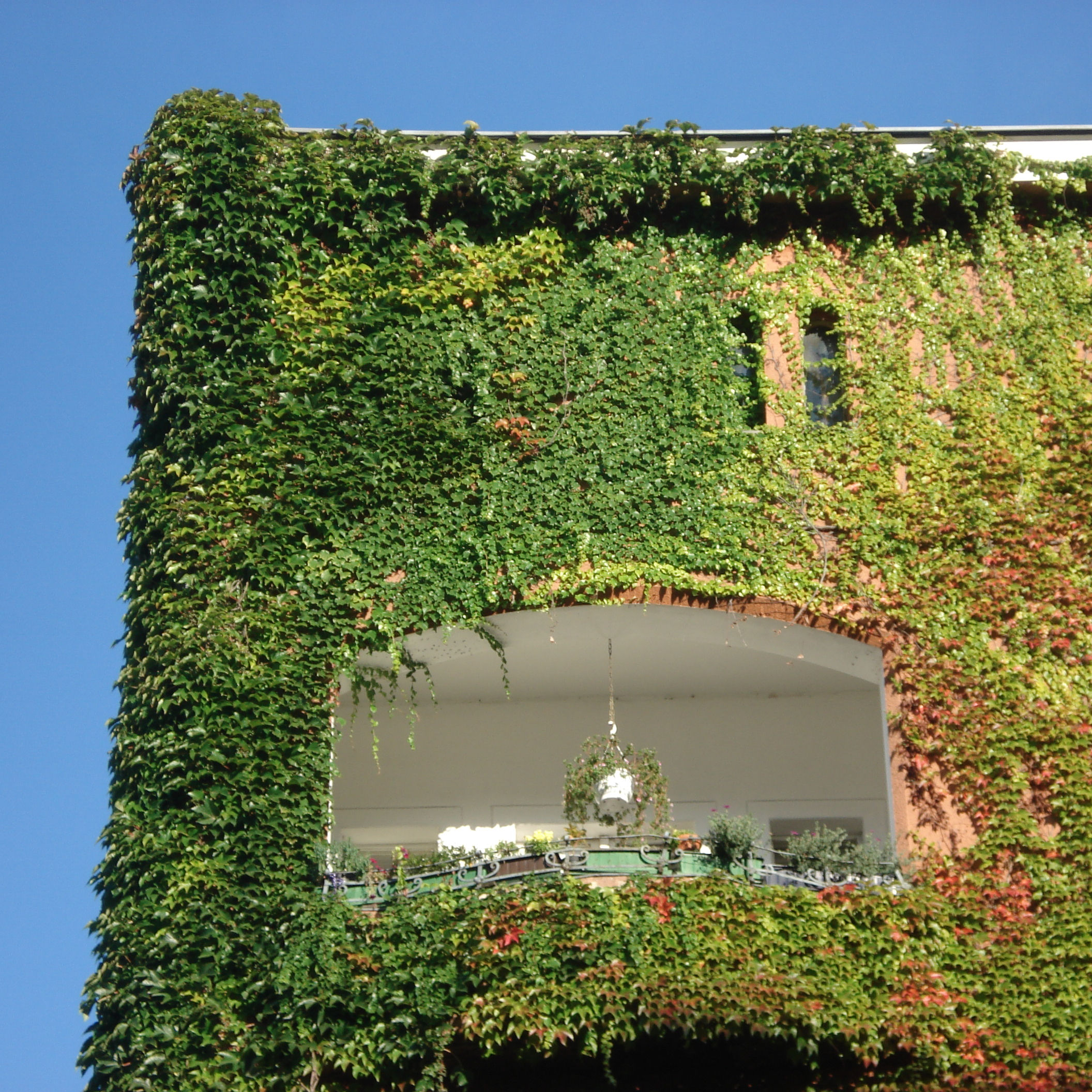 Ivy, Boston Veitchii : buy Ivy, Boston Veitchii / Parthenocissus ...